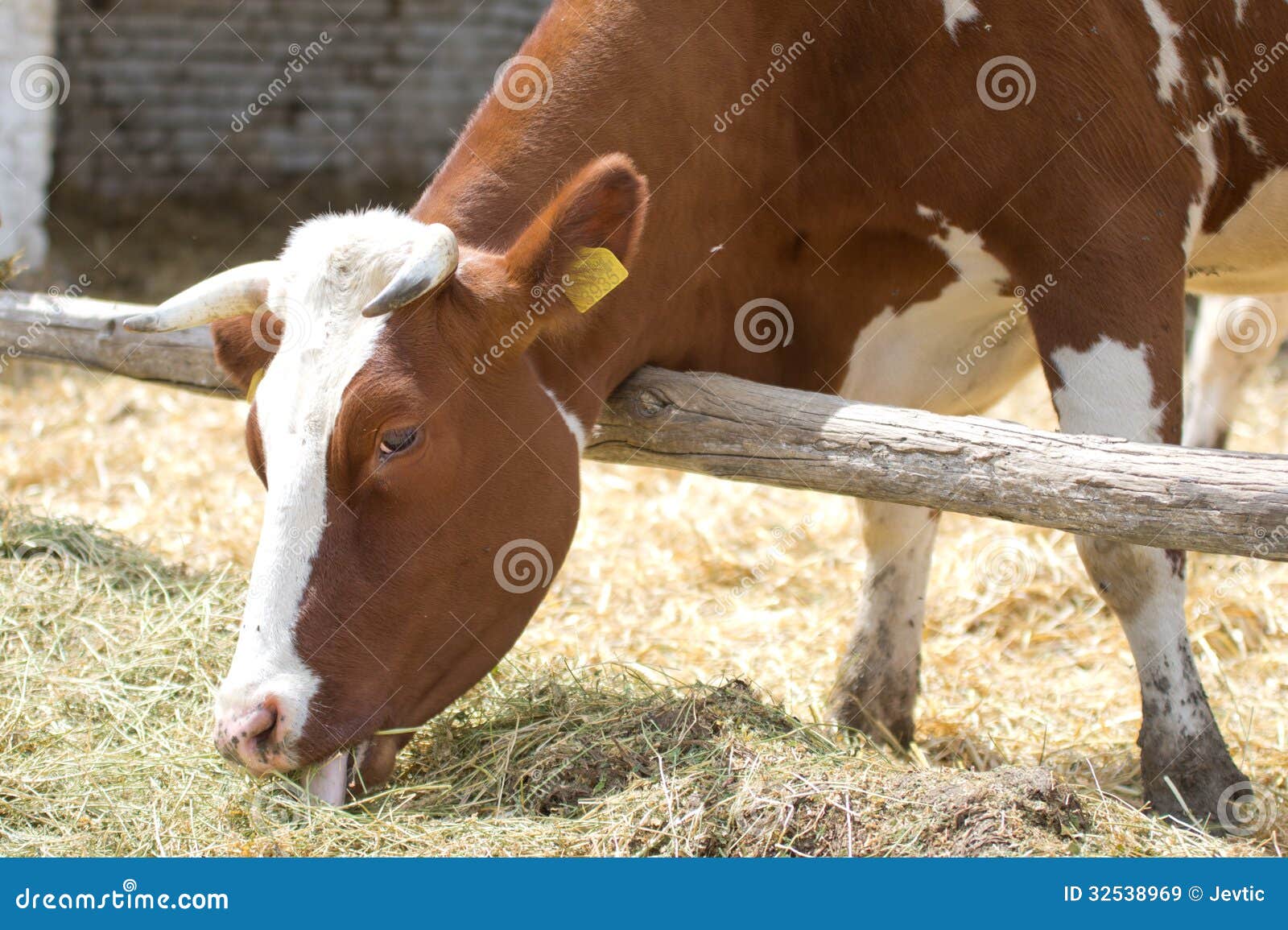 Cow eating hay stock image. Image of bullock, country - 32538969