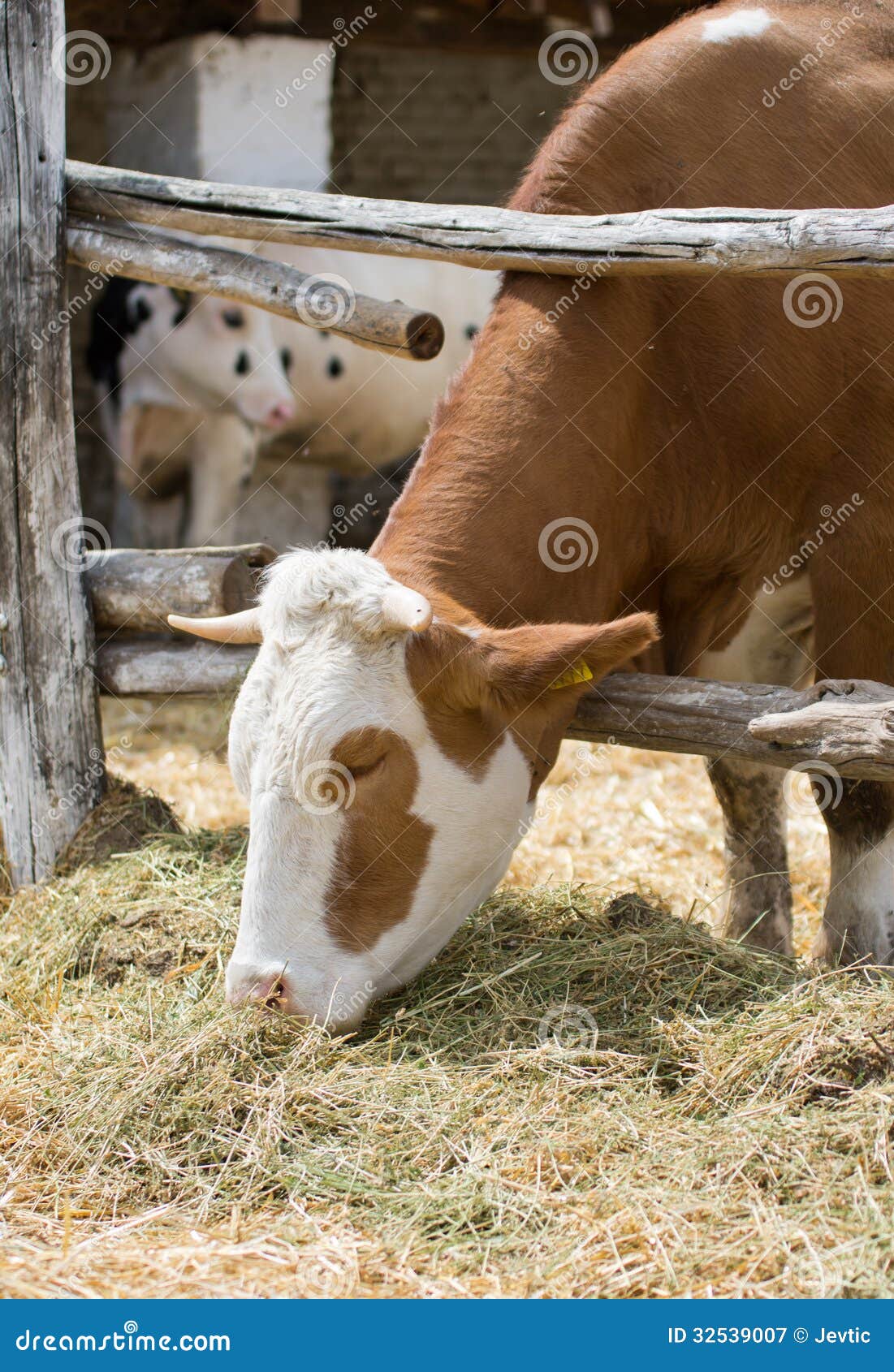 Cow eating hay stock image. Image of animal, domestic - 32539007