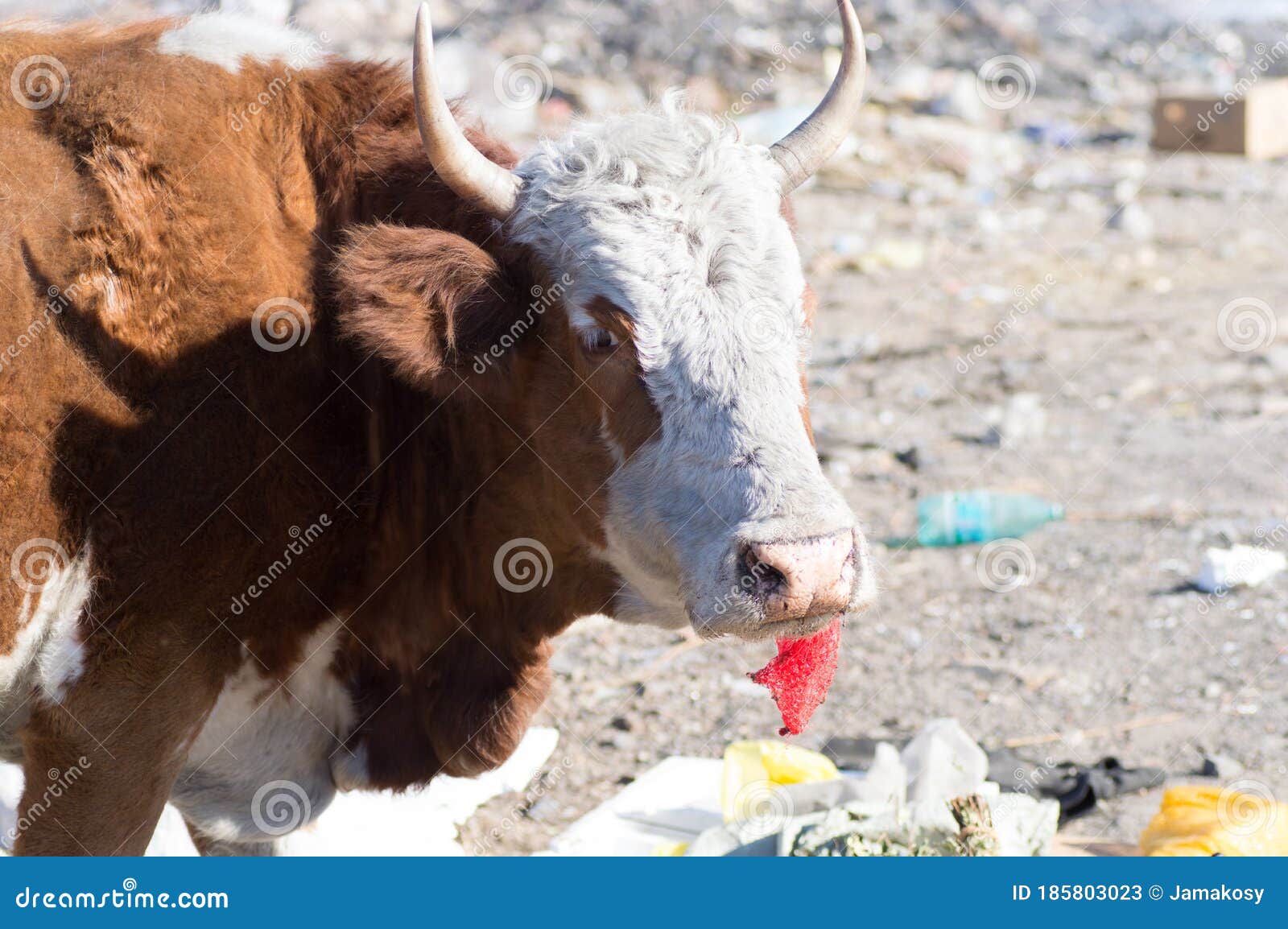 Cow Eating Trash Plastic Bag from Garbage Dump Stock Image - Image of ...