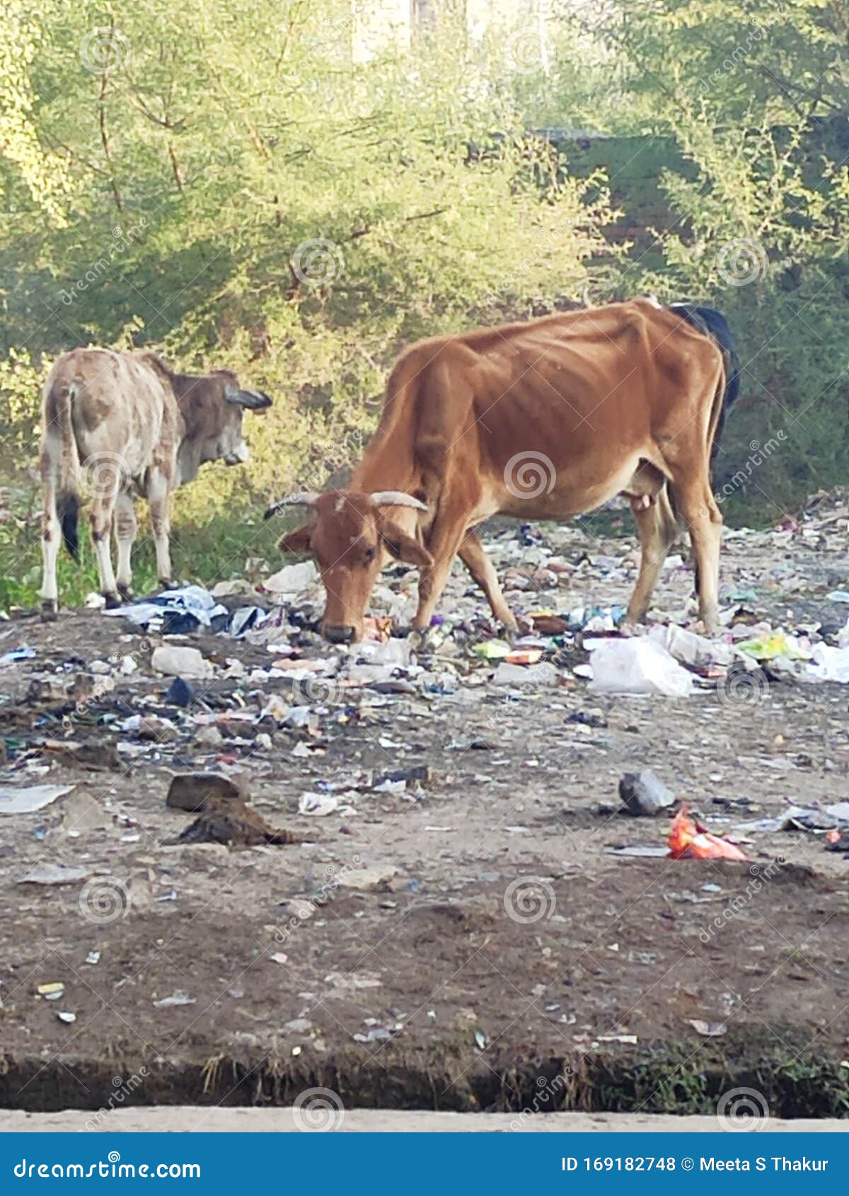 Cow eating polythene stock photo. Image of health, condition - 169182748