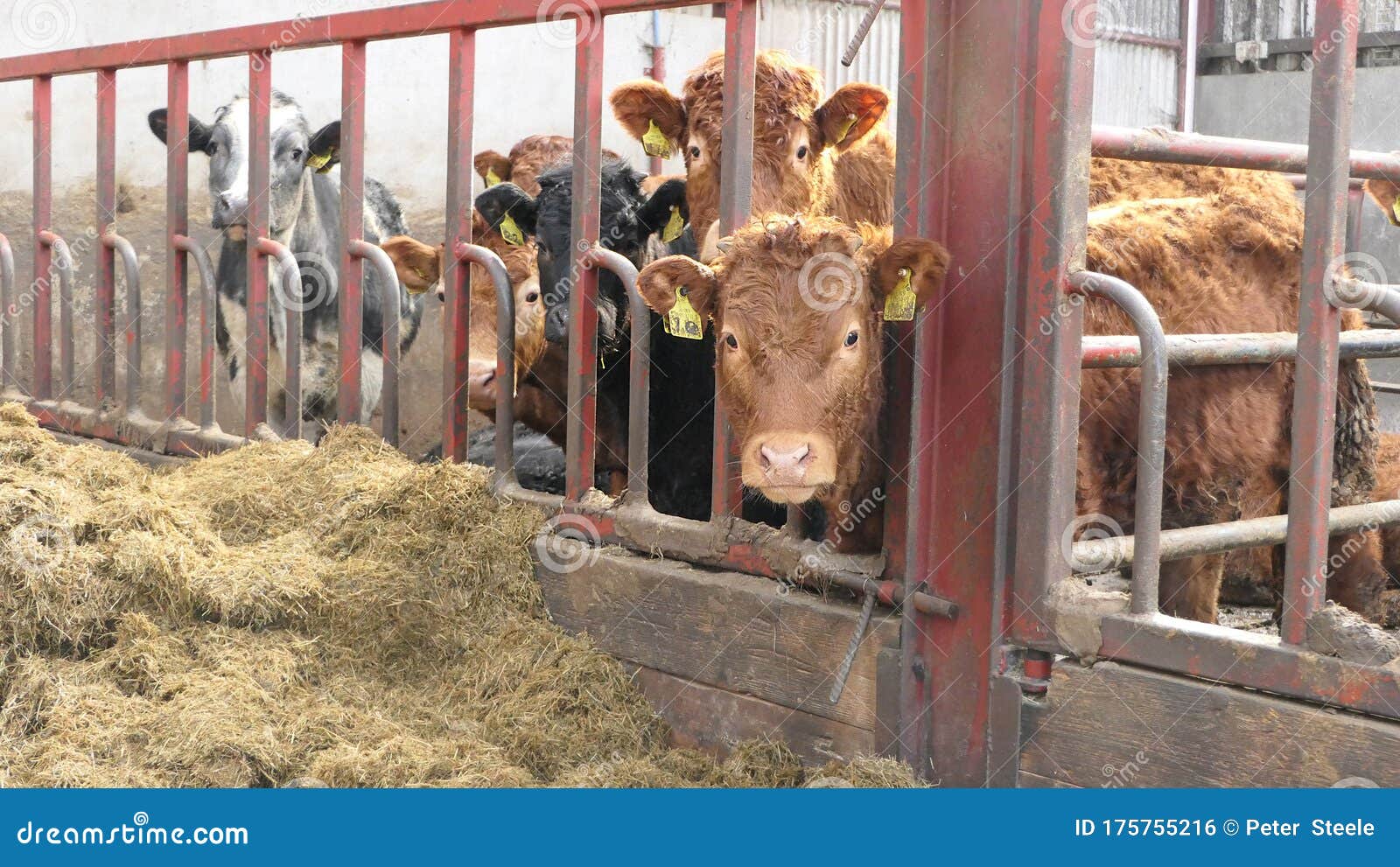 A Cow Eating Silage Grass through Gate Stock Photo - Image of belted ...