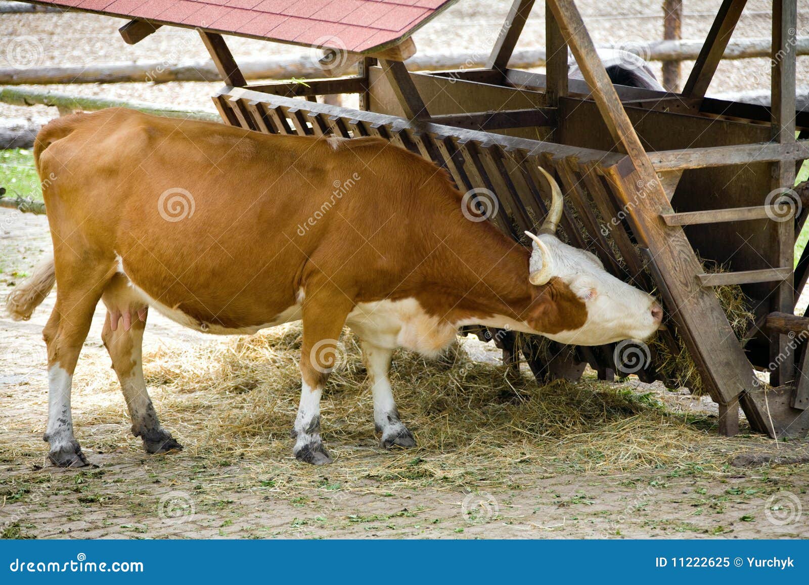 Cow Eating Straw from the Crib Stock Image - Image of mammal, bovine ...