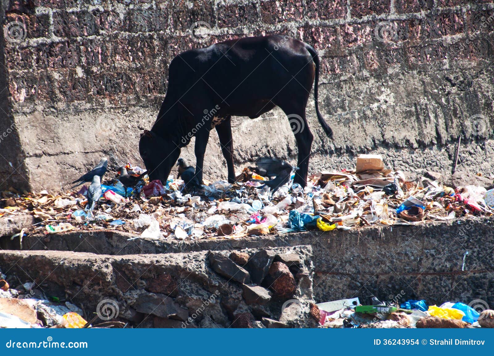 Cow Eating Trash from Illegal Landfill Stock Photo - Image of life ...