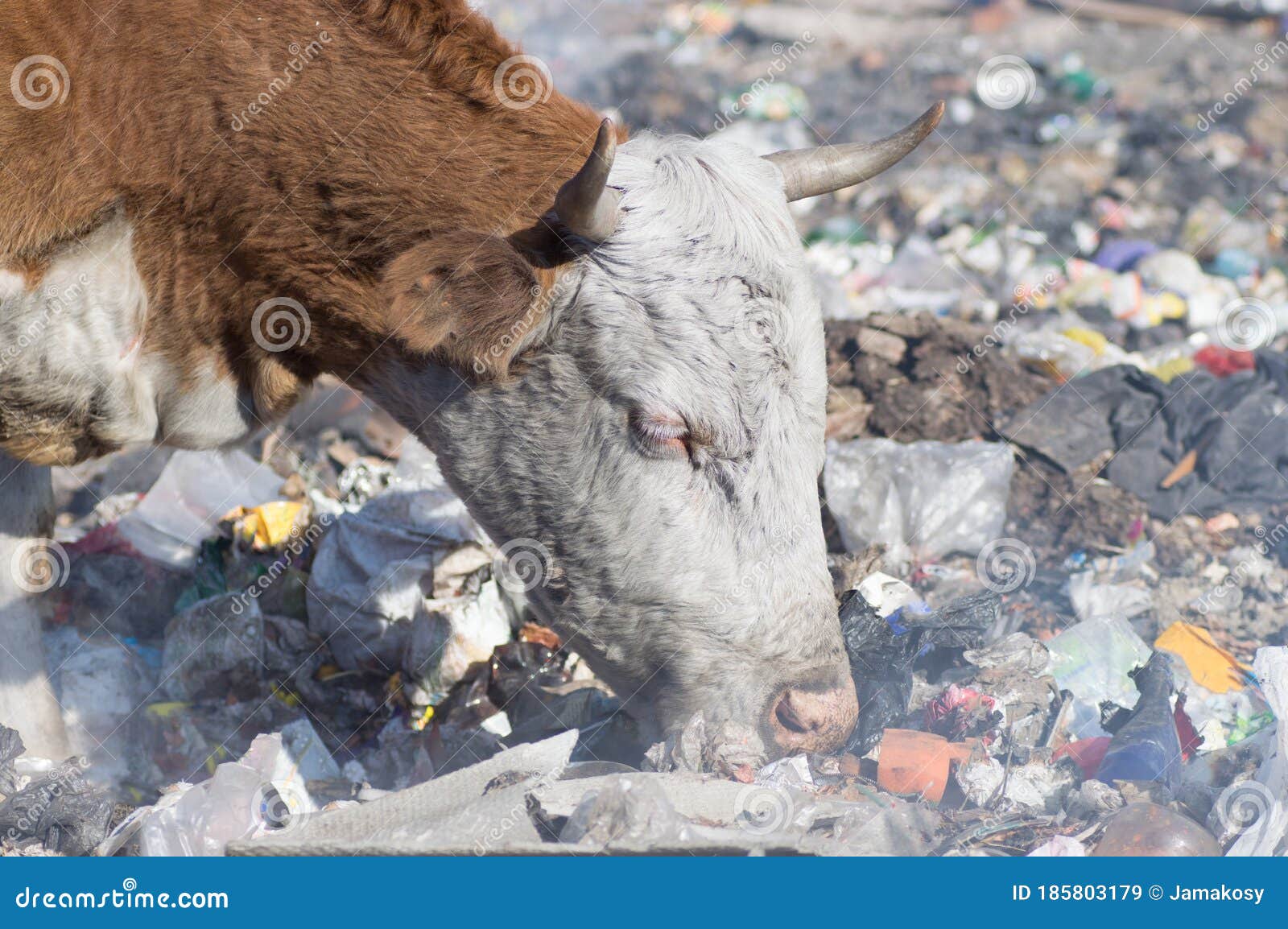 Cow Eating Trash Plastic Bag from Garbage Dump Stock Image - Image of ...