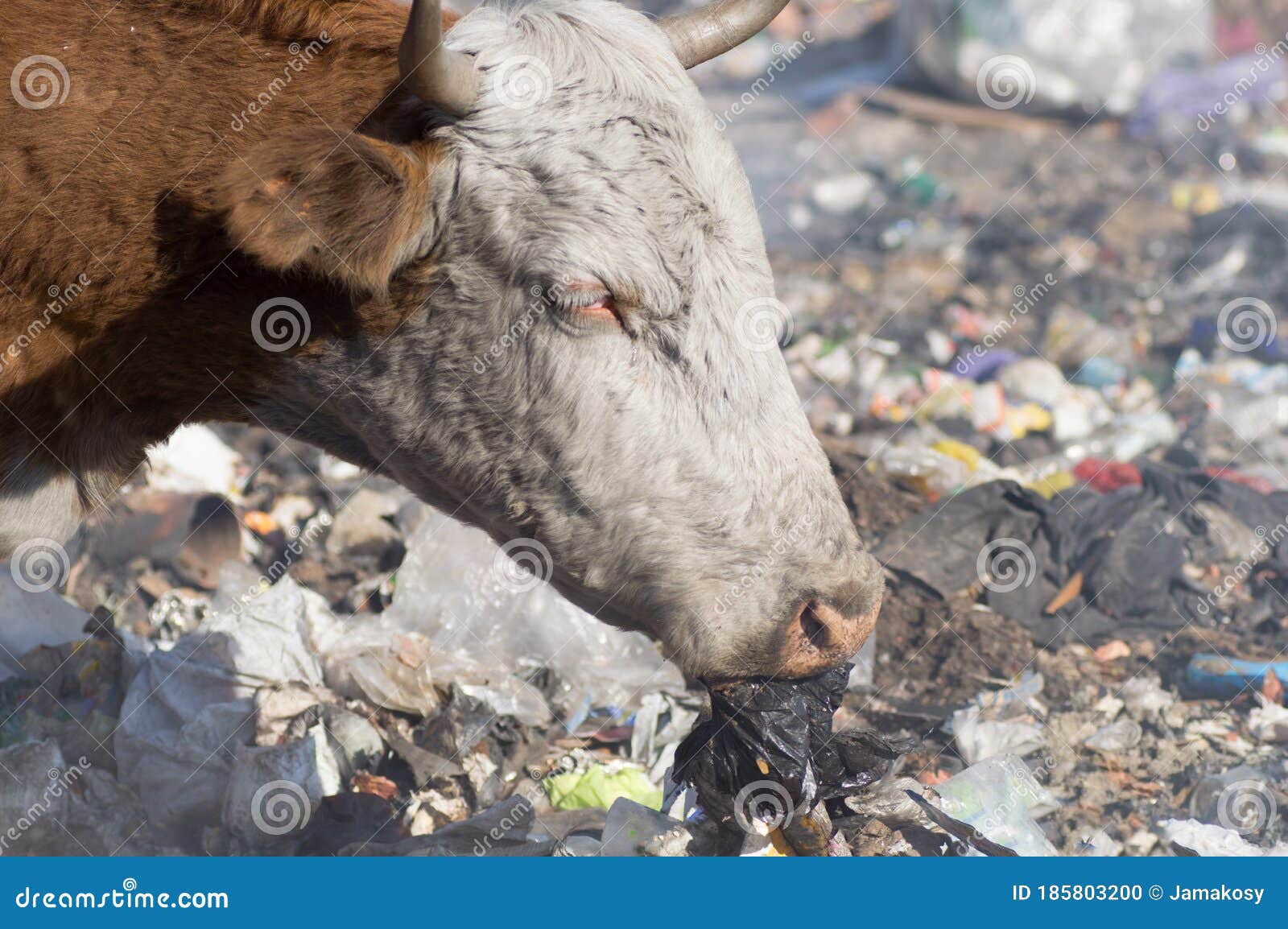Cow Eating Trash Plastic Bag from Garbage Dump Stock Photo - Image of ...
