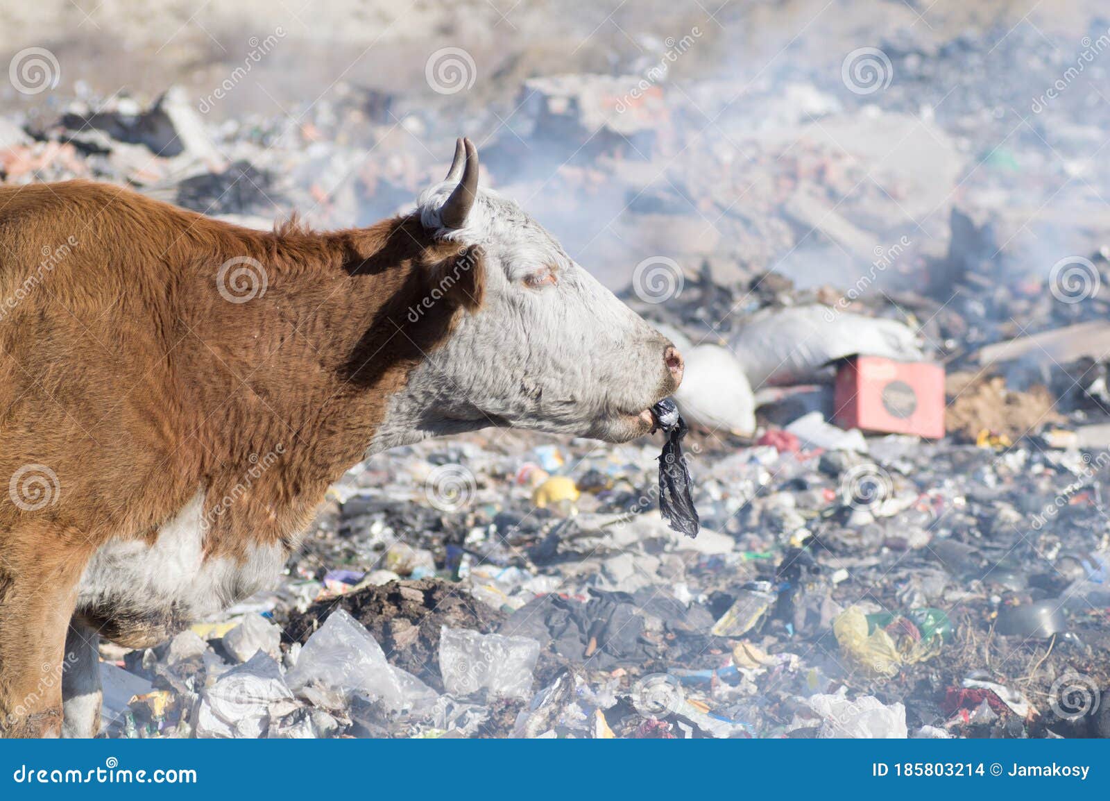 Cow Eating Trash Plastic Bag from Garbage Dump Stock Photo - Image of ...