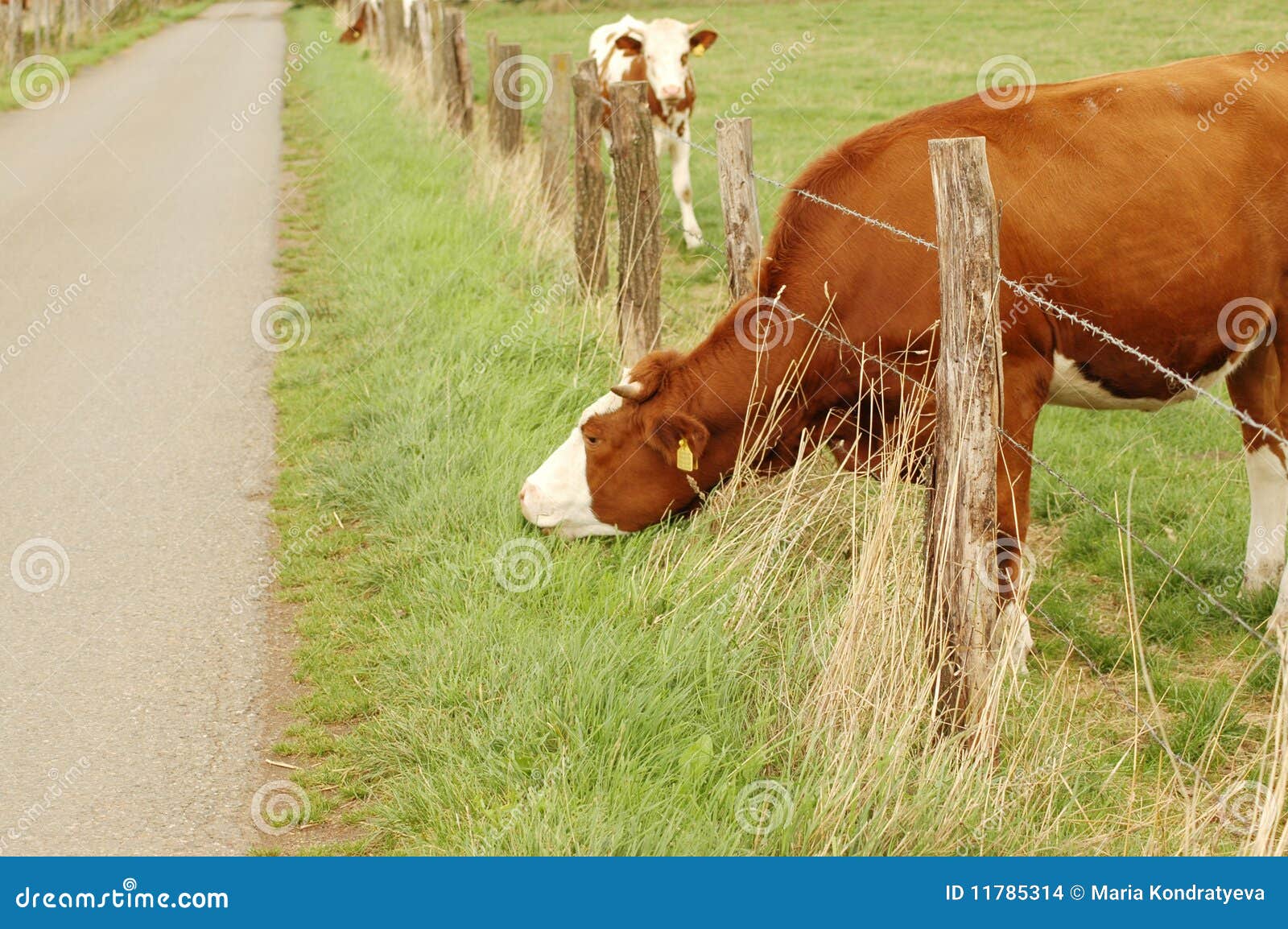 A cow eats grass. stock photo. Image of meadow, nature - 11785314