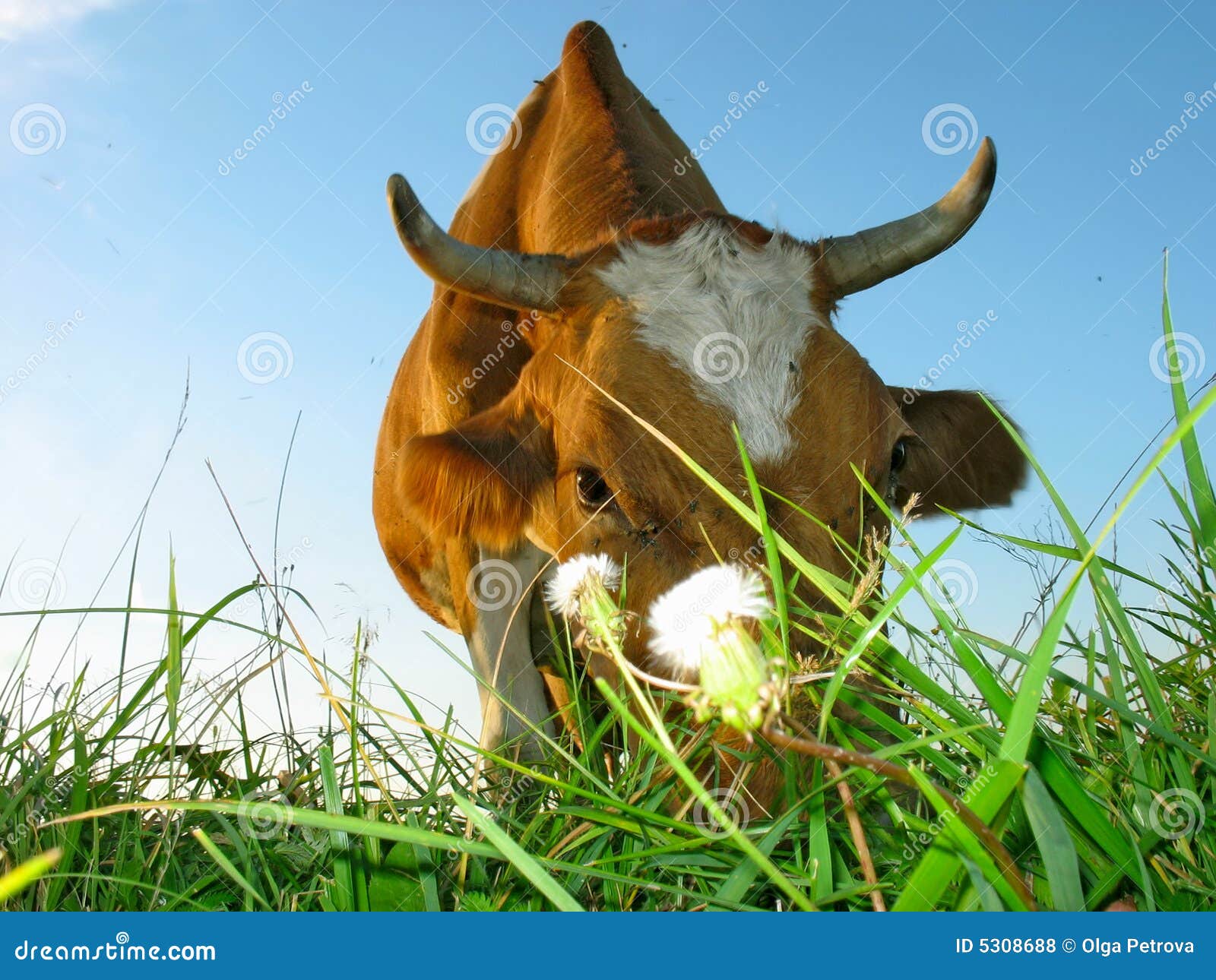 Cow eats grass. stock photo. Image of season, largly, green - 5308688