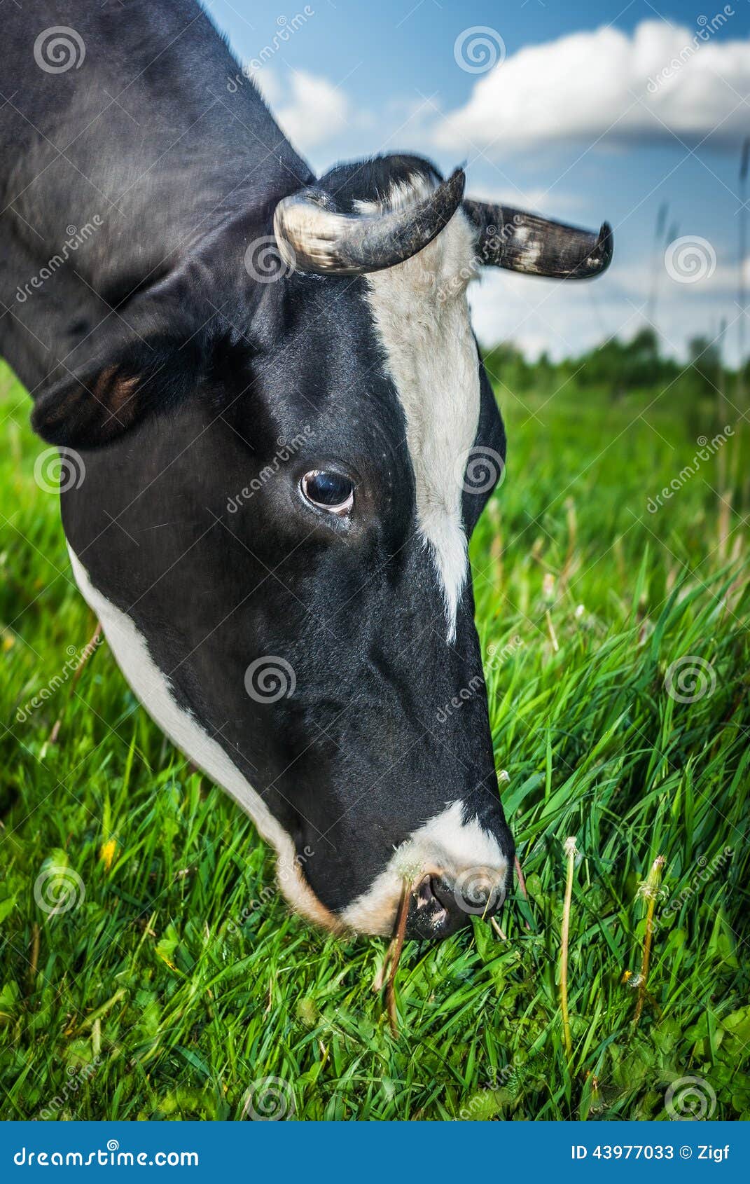 Cow eats grass stock image. Image of funny, feed, cattle - 43977033