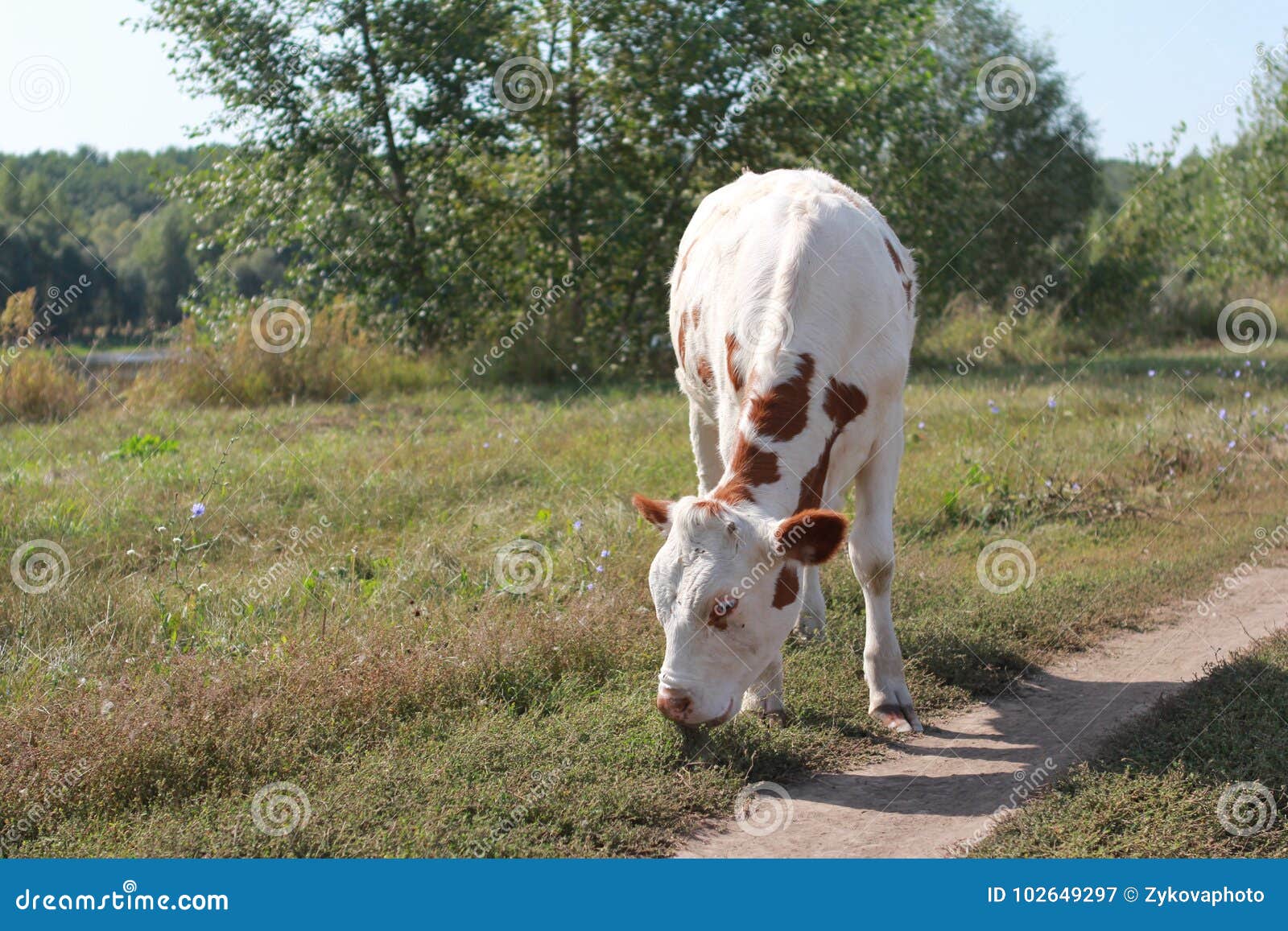 The Cow Eats Grass Near Path Stock Image - Image of grazing ...