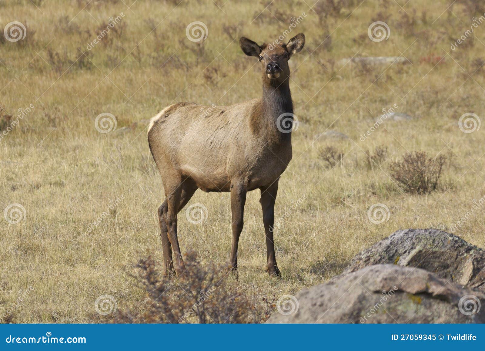 Cow Elk stock image. Image of wild, mammal, mountain - 27059345