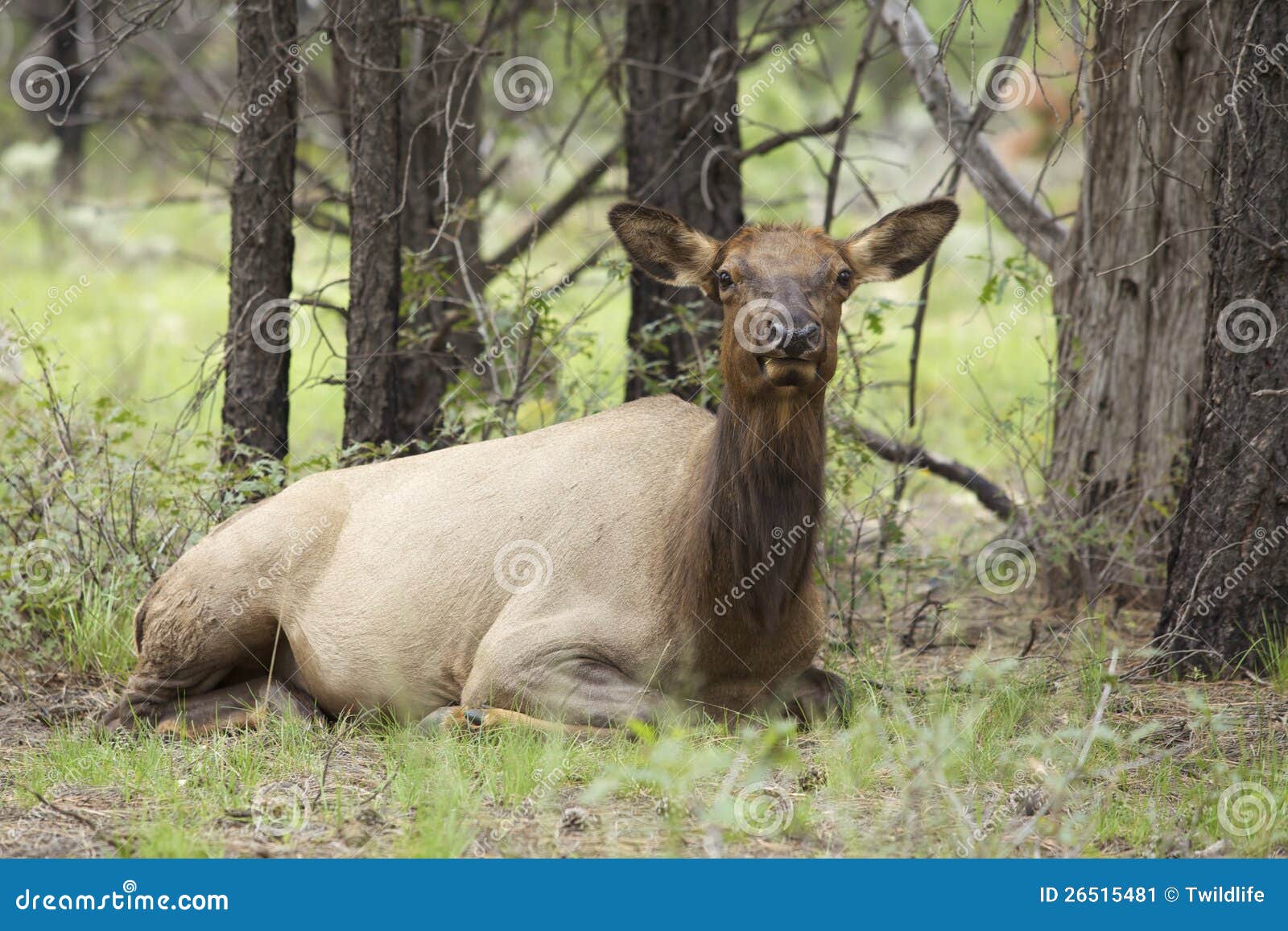 Cow Elk Bedded stock image. Image of mountain, wapiti - 26515481