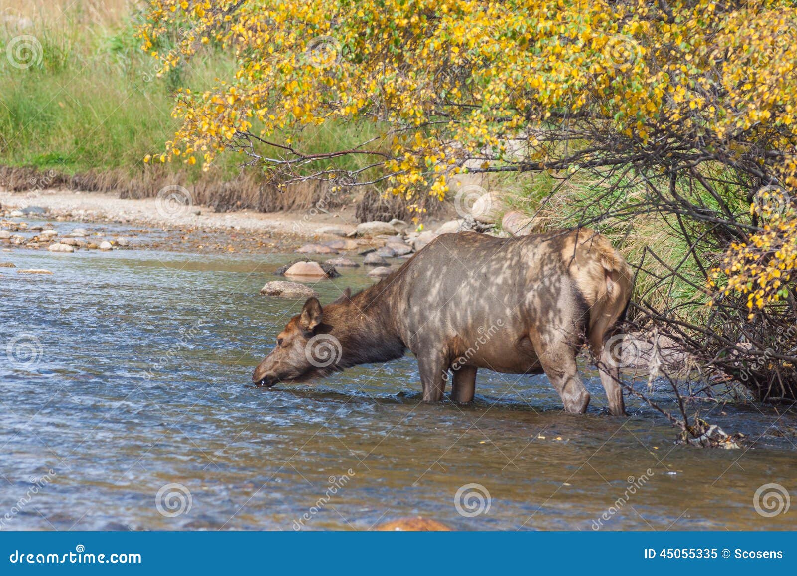 Cow Elk Drinking in River stock image. Image of colorado - 45055335