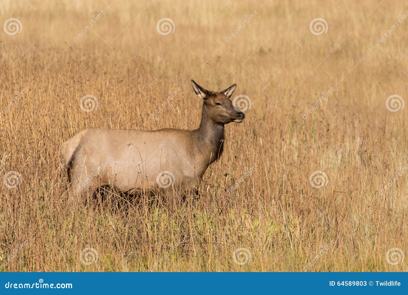 Cow Elk in Grass stock image. Image of wildlife, outdoors - 64589803