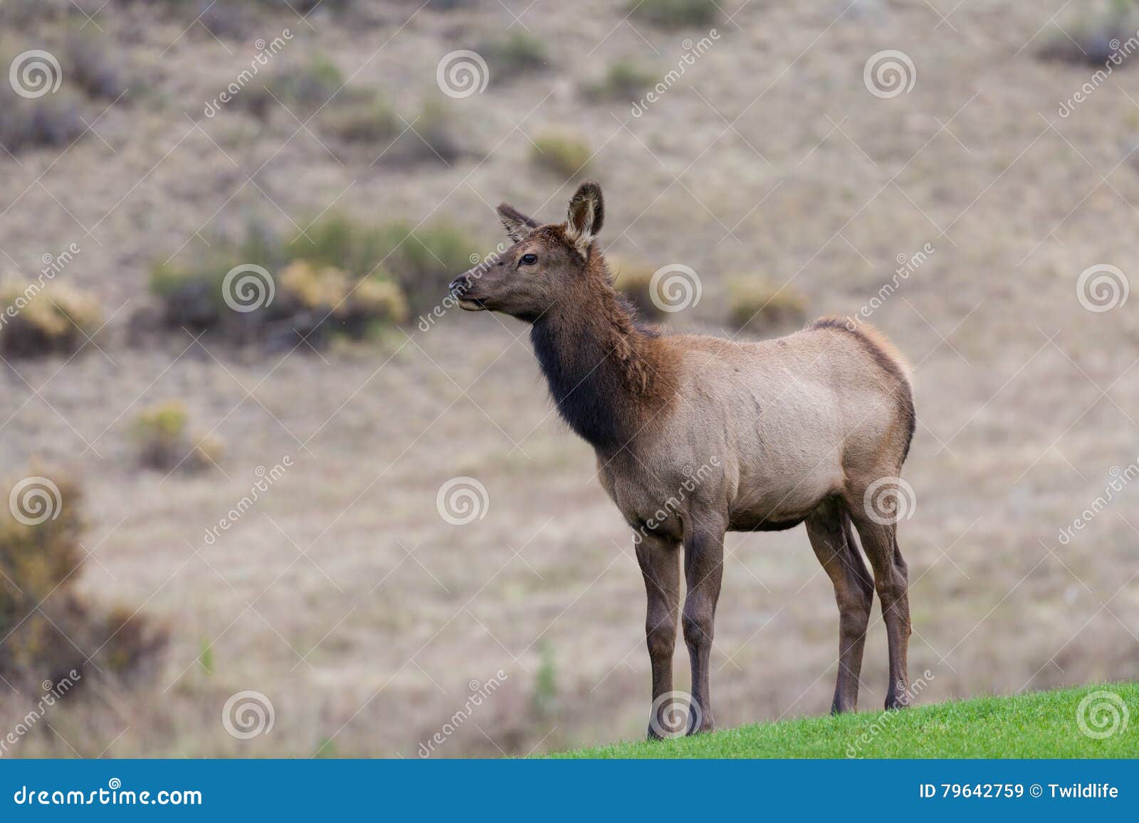 Cow Elk in Meadow stock image. Image of nature, wildlife - 79642759