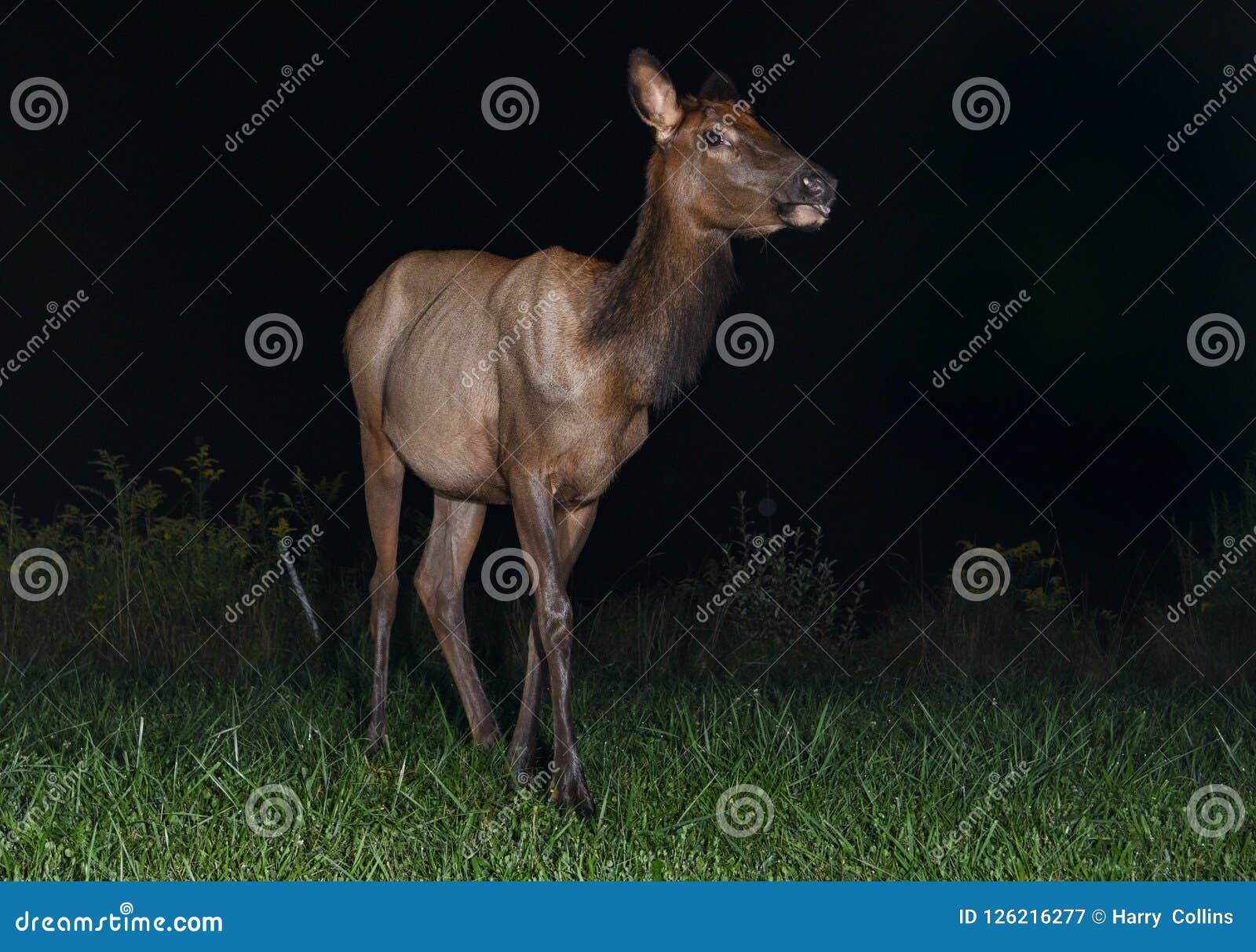 Cow Elk in Pennsylvania at Night Stock Image - Image of chewing, family ...