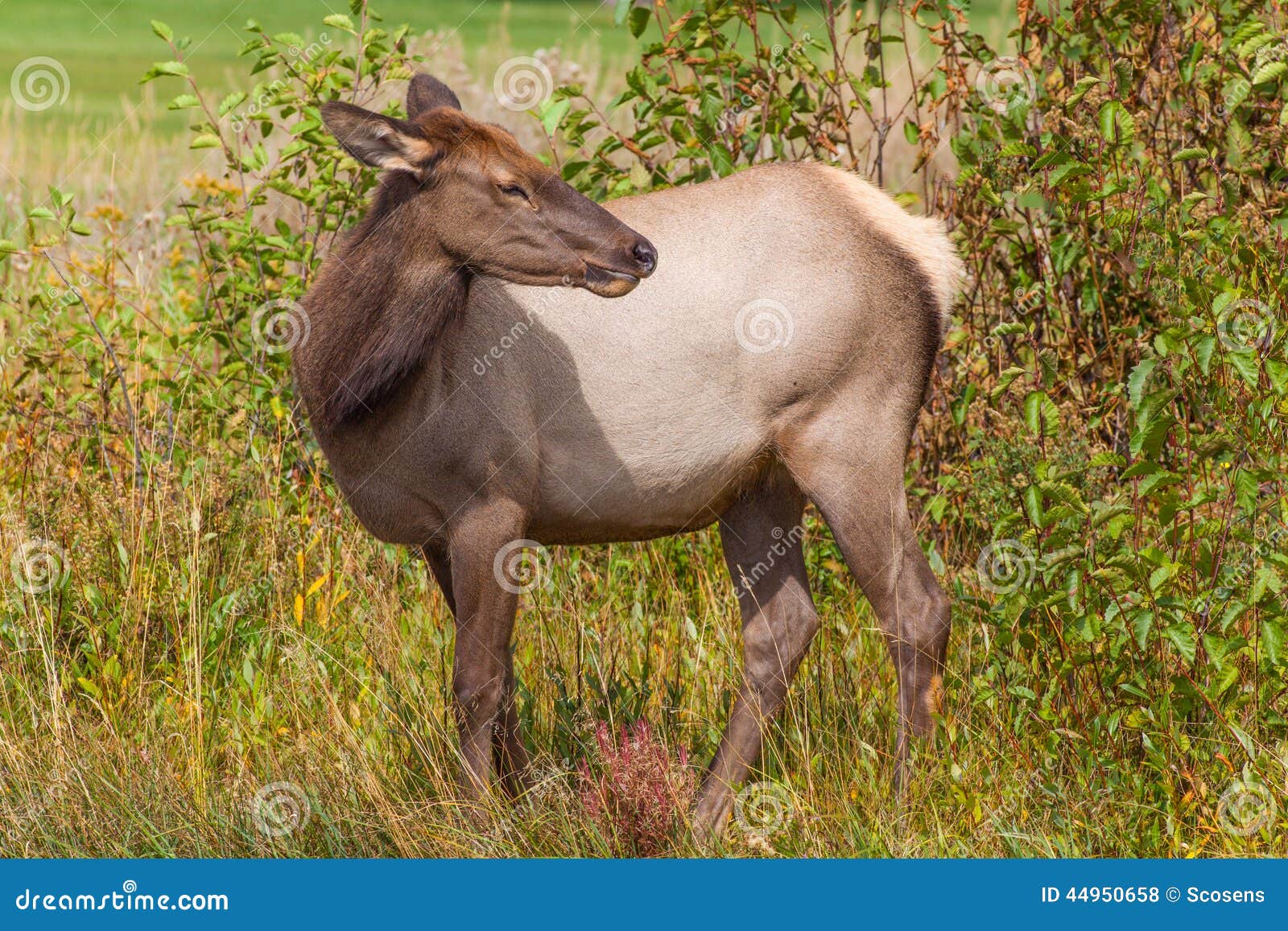Cow Elk stock photo. Image of deer, mammal, fall, nature - 44950658
