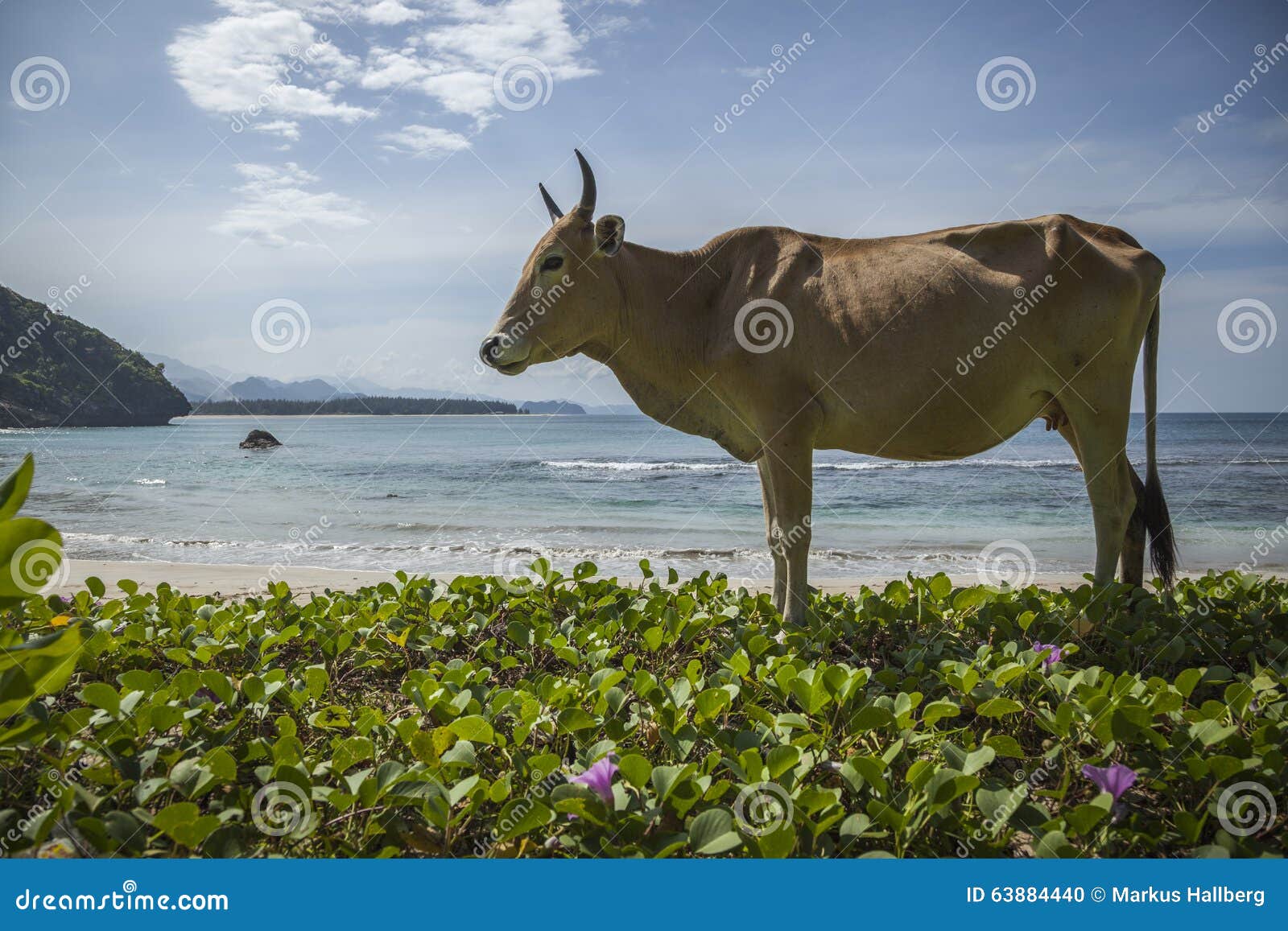 A Cow on an Empty Beach in Aceh, Indonesia Stock Photo - Image of humid ...