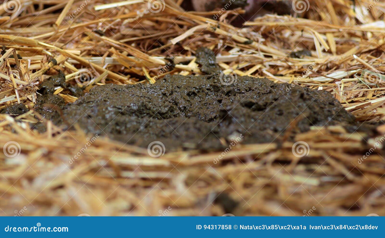 Cow Excrement on the Straw in the Barn Stock Photo - Image of country ...
