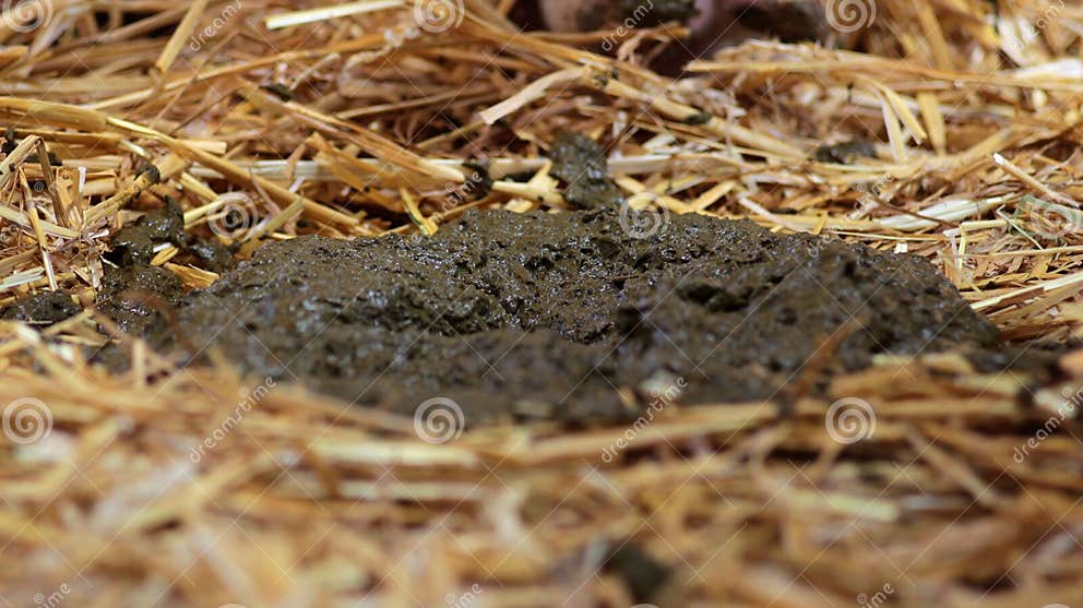 Cow Excrement on the Straw in the Barn Stock Photo - Image of country ...