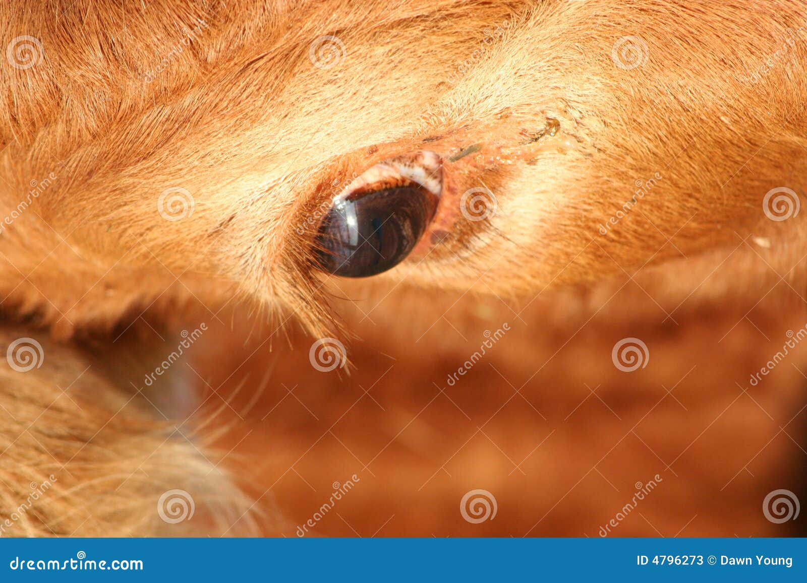 Cow Eye stock image. Image of details, animal, focus, brown - 4796273
