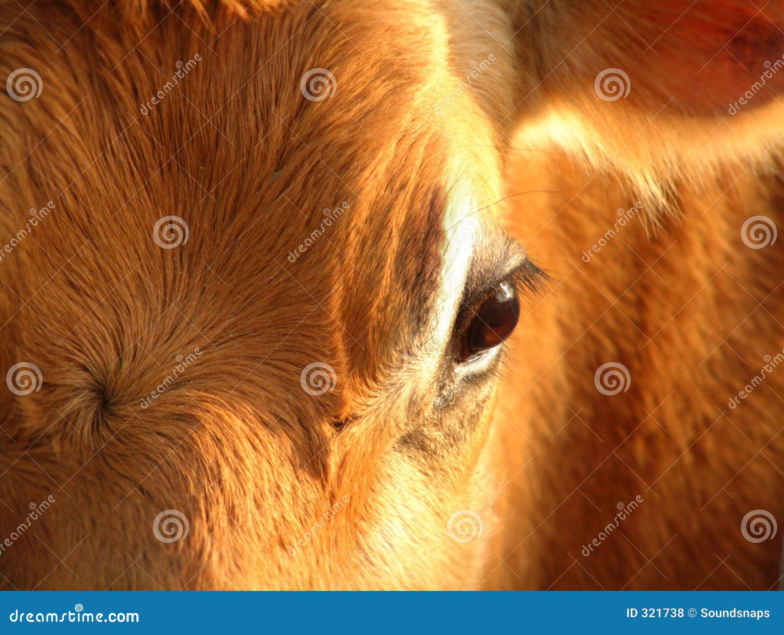 Cow Eye Close stock photo. Image of hide, brown, bovine - 321738