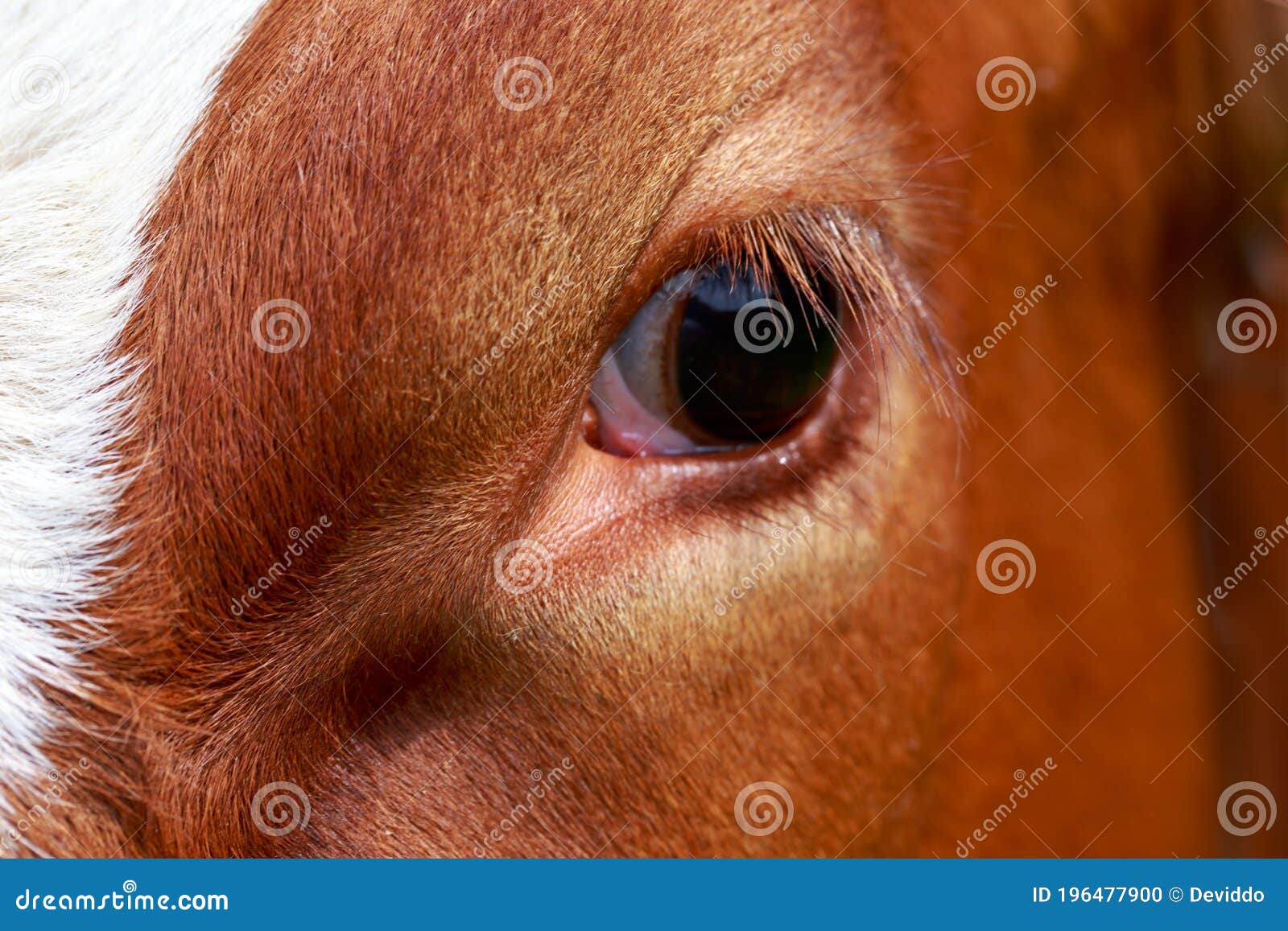Cow eye close up stock photo. Image of domestic, eyelash - 196477900