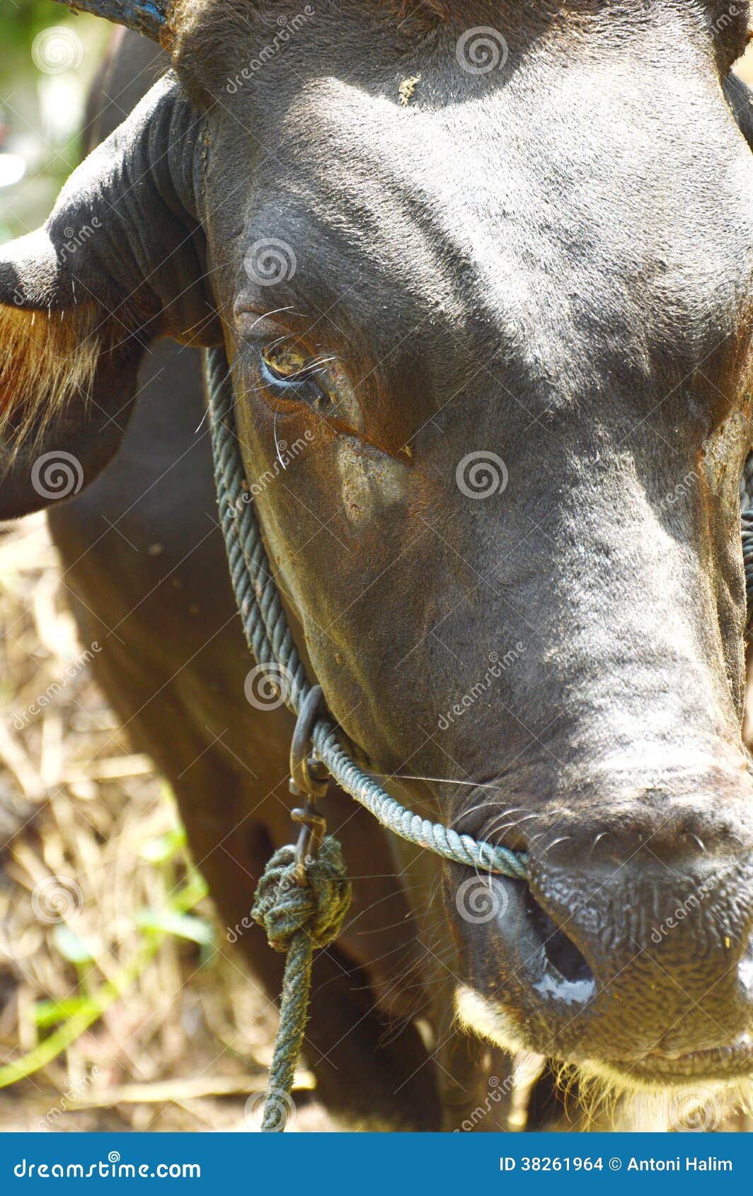 Cow eye stock photo. Image of closeup, ears, detail, black - 38261964