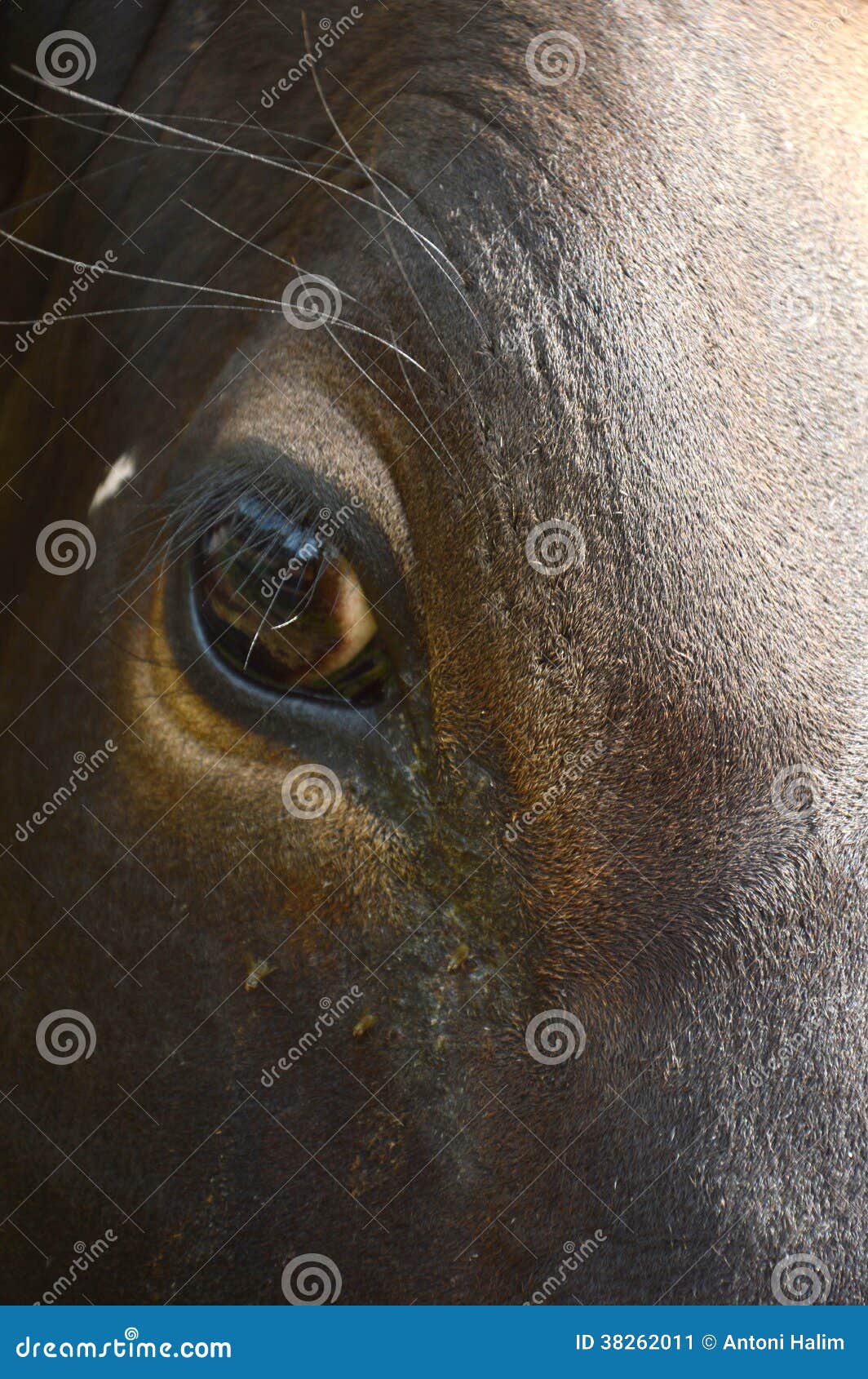 Cow eye stock image. Image of farming, expressive, eyes - 38262011