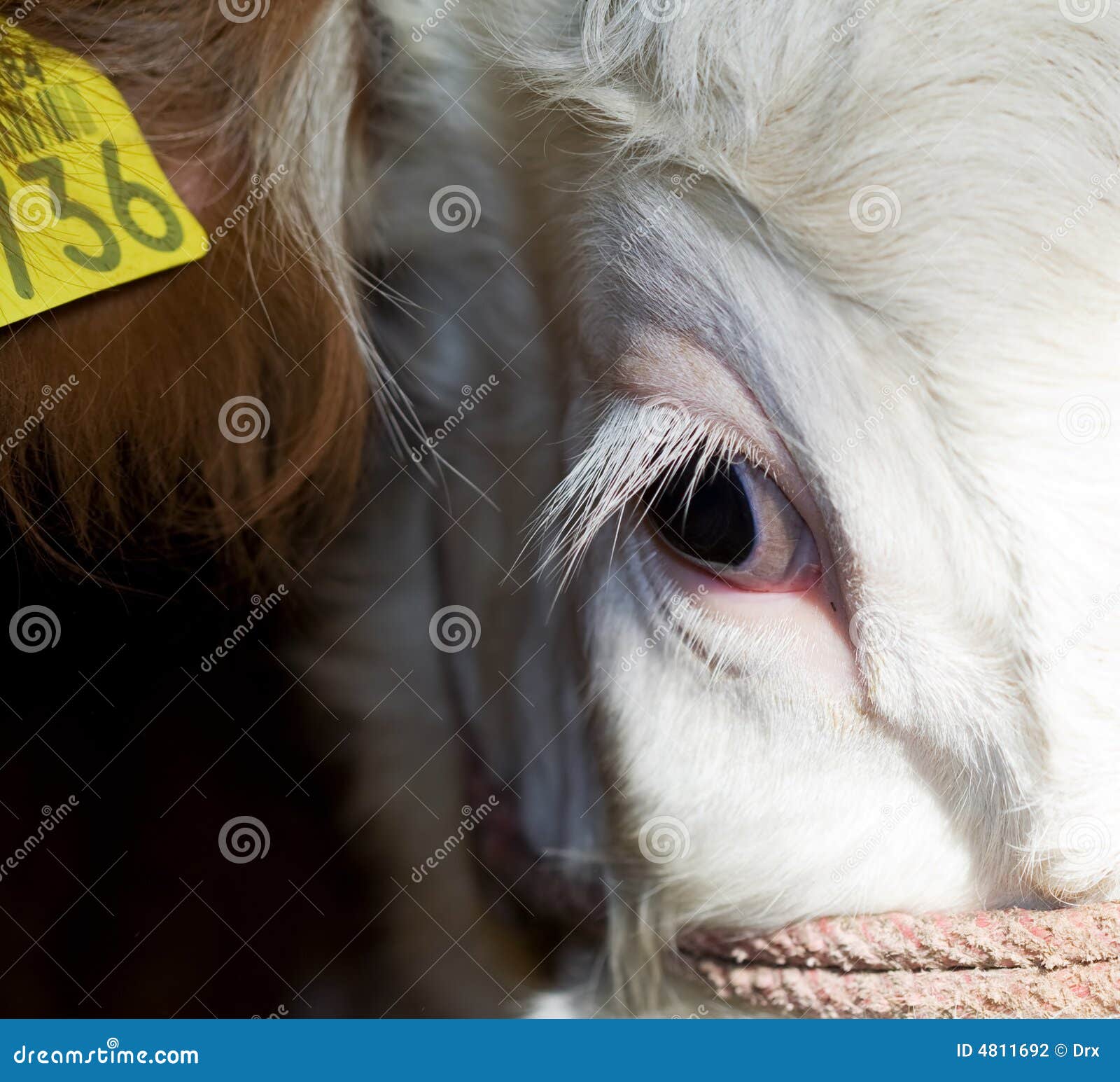 Cow Eyes Close Up