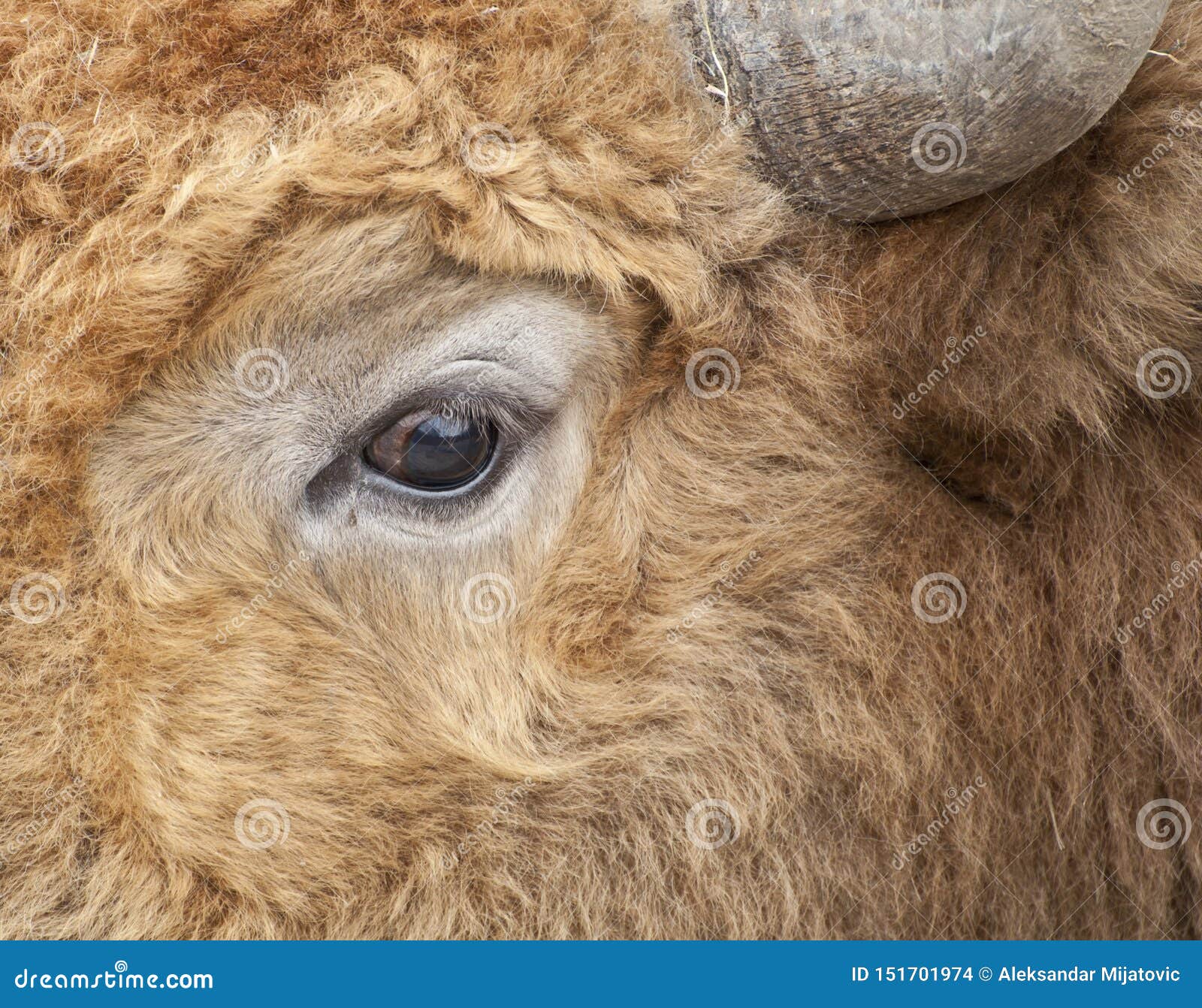 Cow eye macro shot stock photo. Image of studio, farm - 151701974