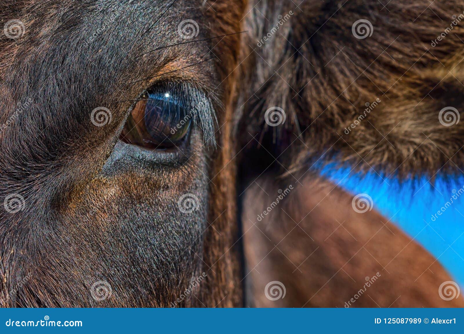 Cow eye with reflection stock image. Image of eyesight - 125087989
