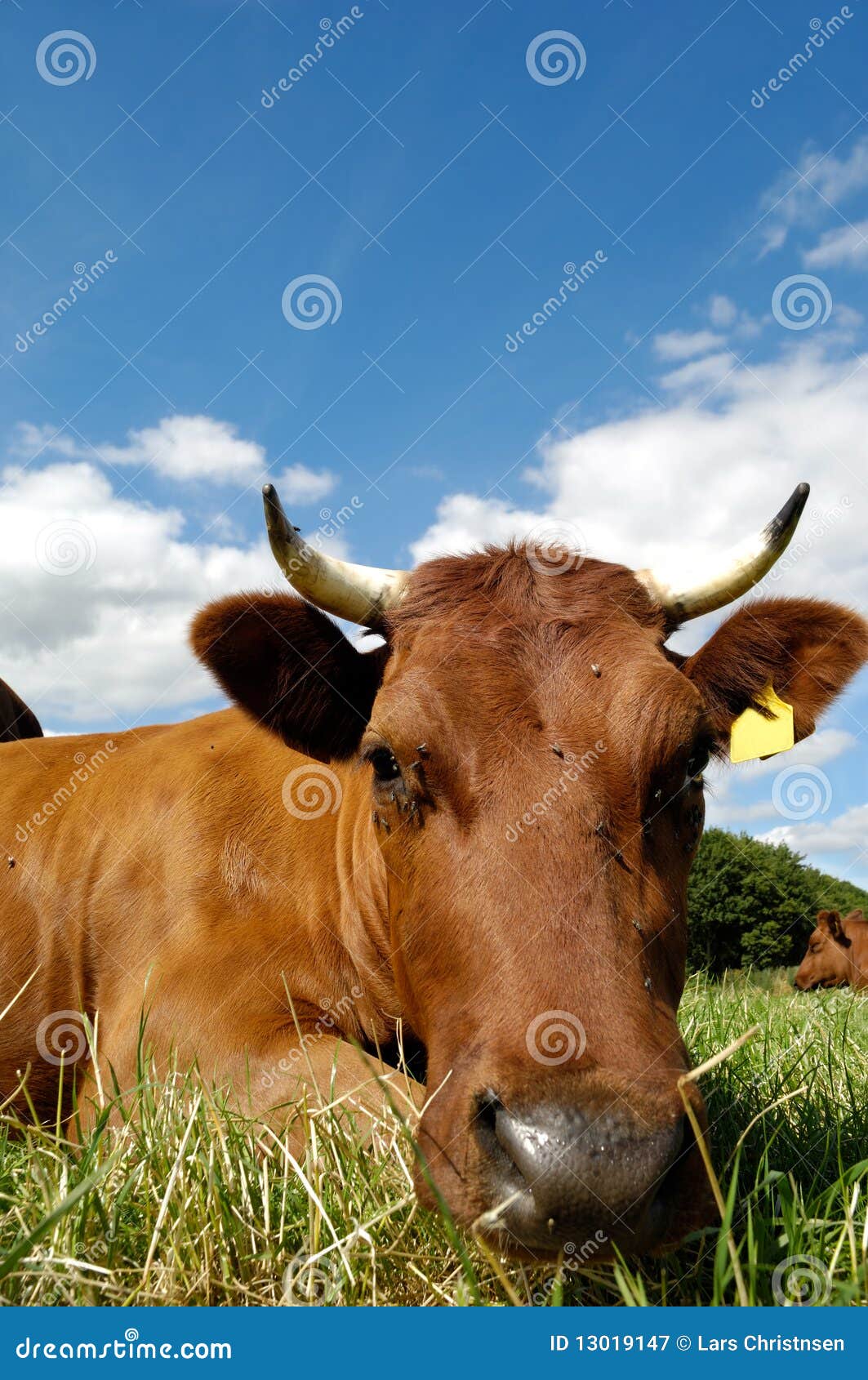 Cow face stock image. Image of looking, field, farming - 13019147