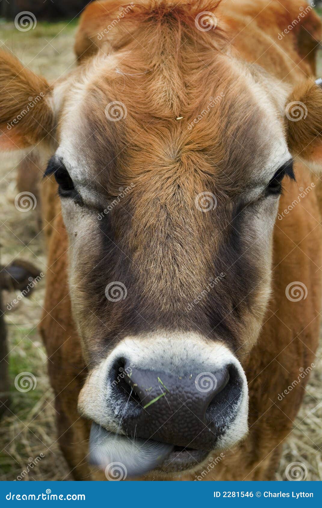 Cow Face Picture. Image: 2281546