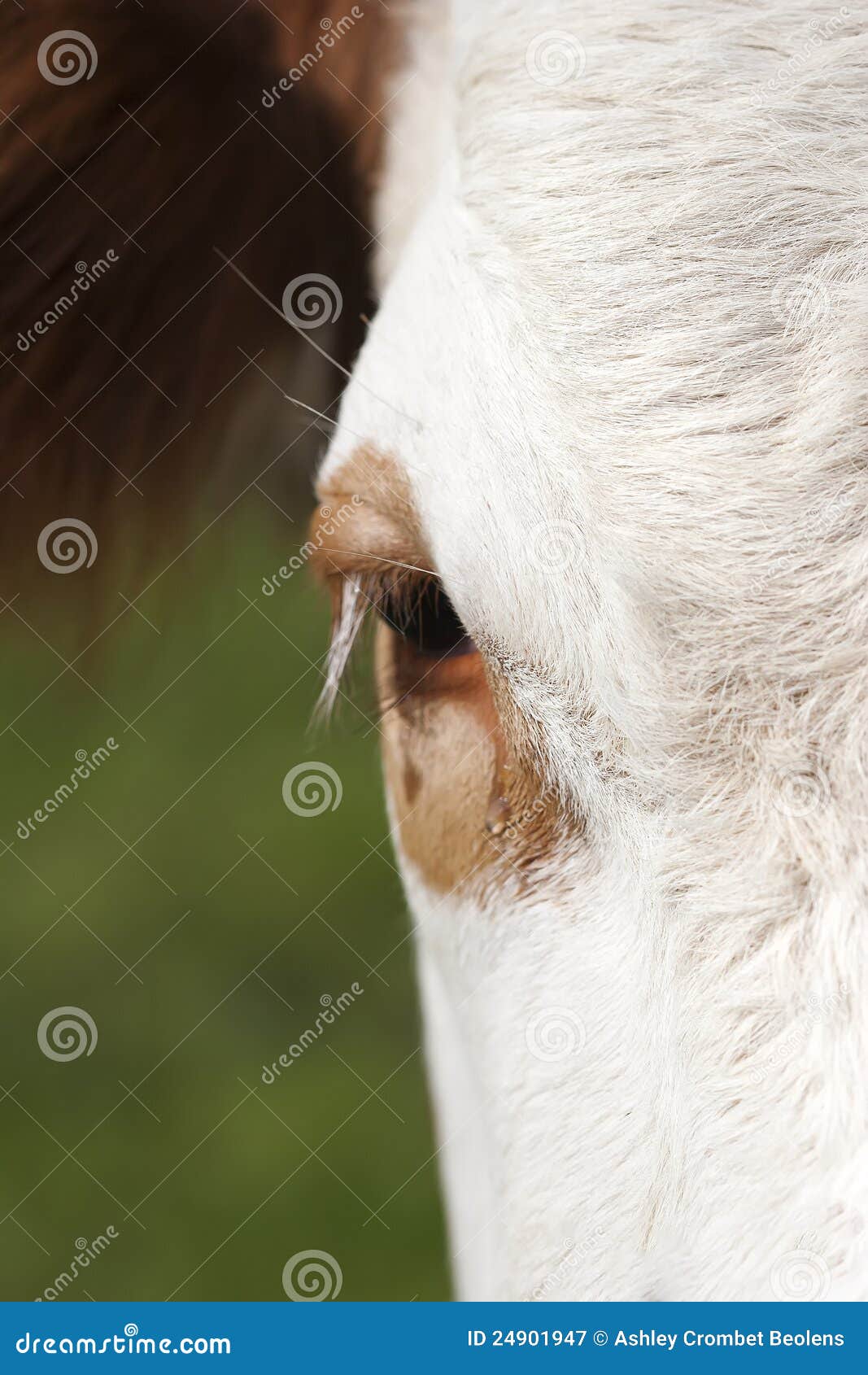 Cow face stock image. Image of head, mammal, animal, brown - 24901947