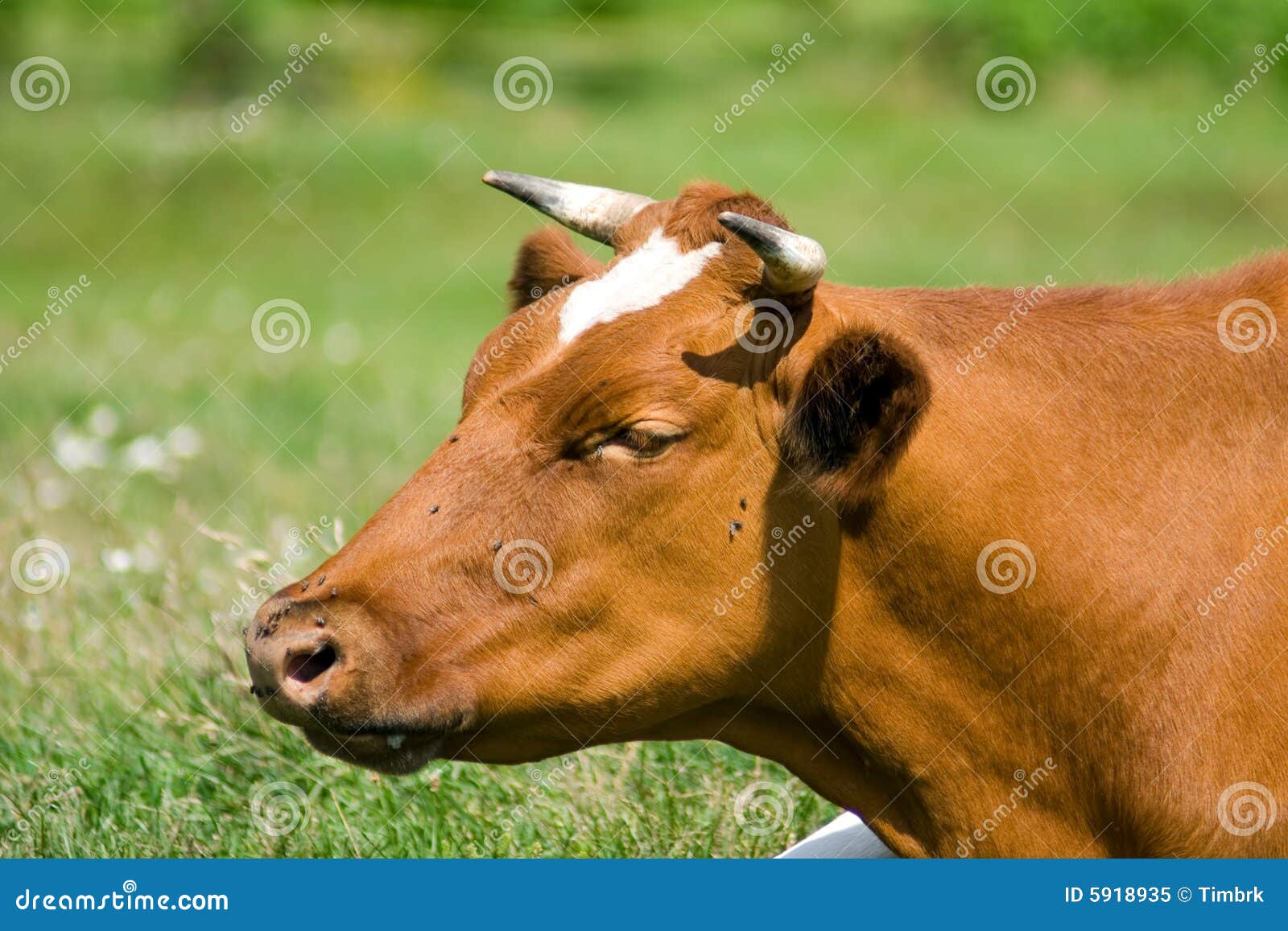 Cow face stock image. Image of rural, summer, cattle, field - 5918935