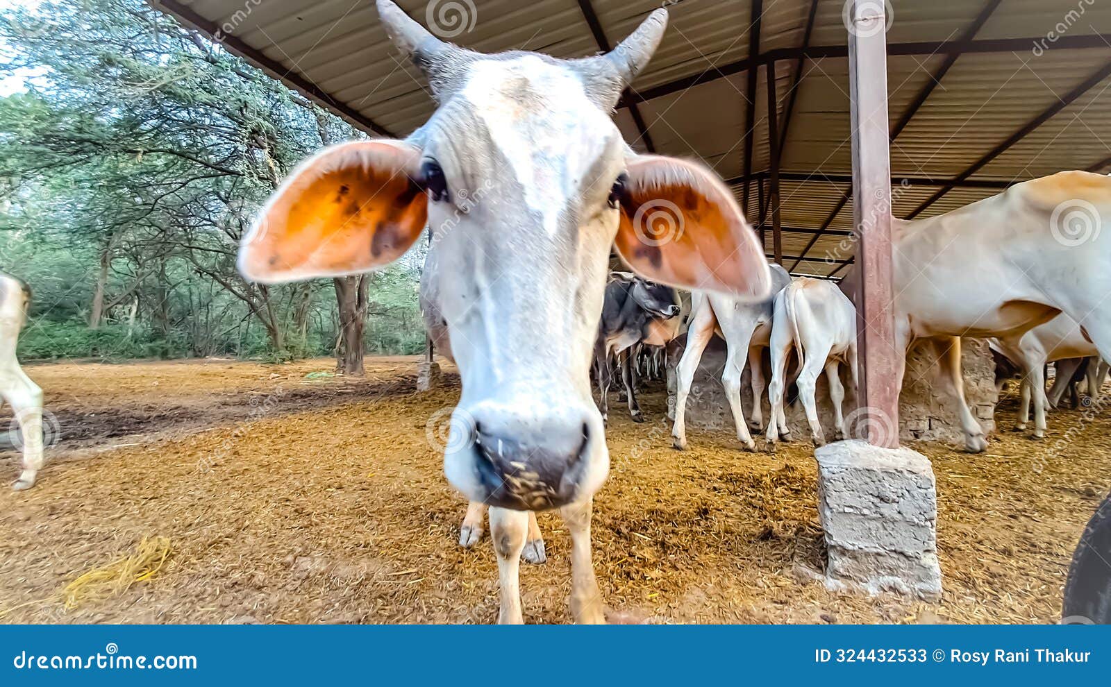 Cow Face and Cow Back. stock image. Image of breed, animals - 324432533