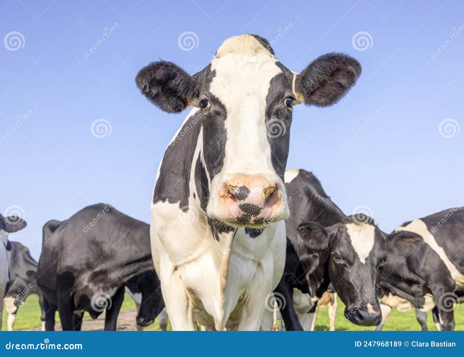 Group Of Cows On The Background Of The Dolomites. Royalty-Free Stock ...
