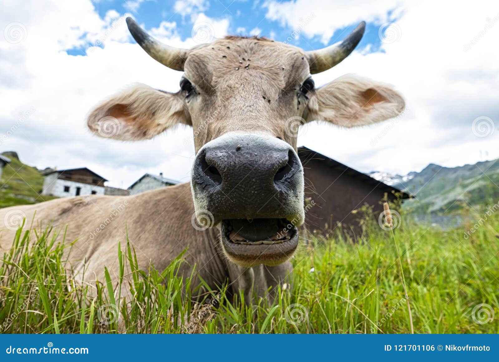 Cow face close-up stock photo. Image of farm, isolated - 121701106