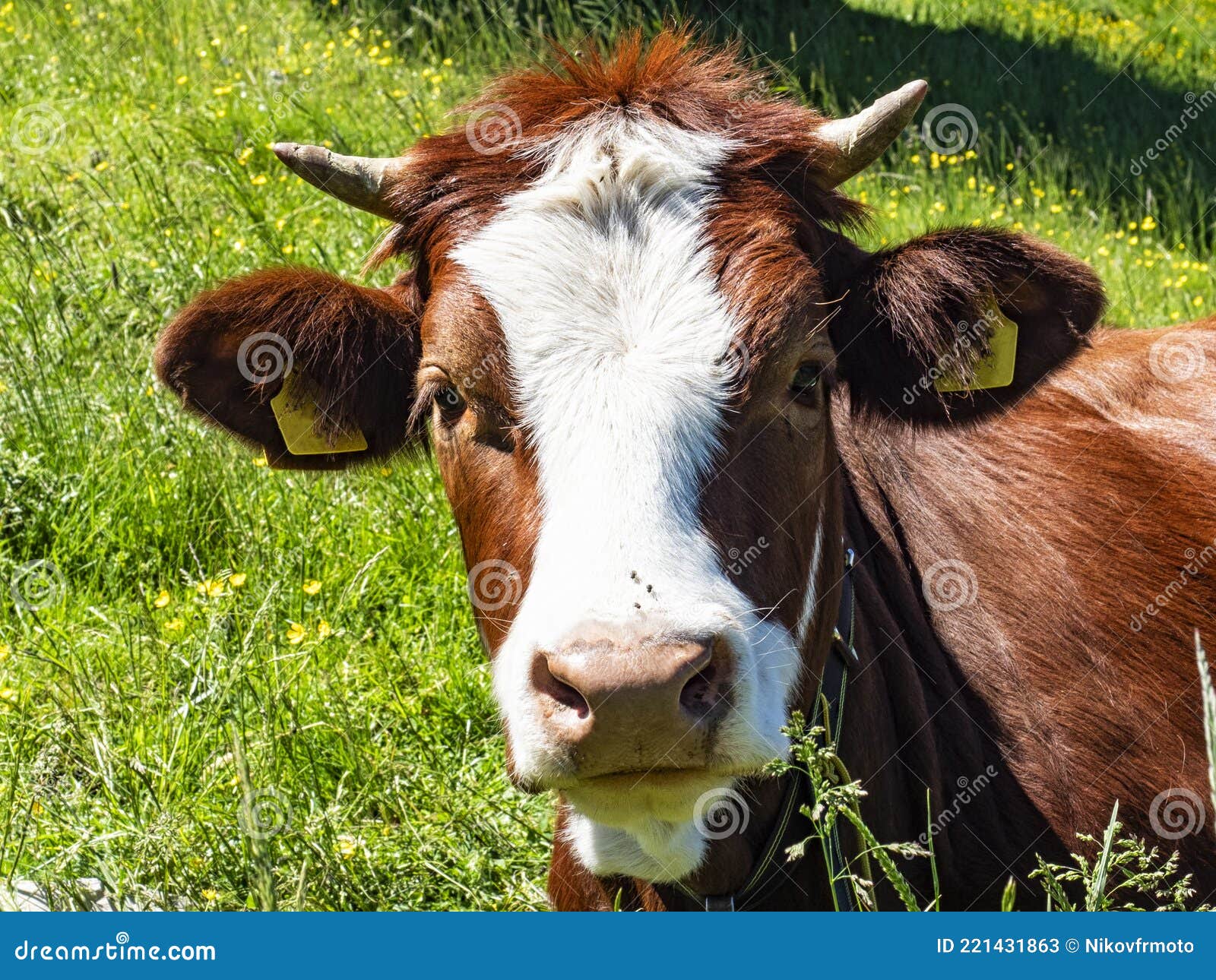 Cow Face Close-up in a Farmland Stock Image - Image of cute, cattle ...