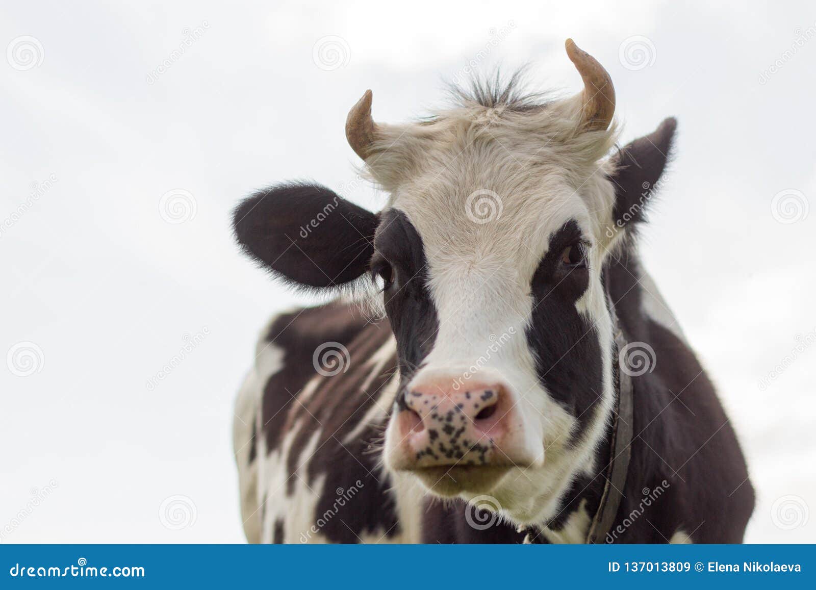 Cow Face Close-up, Selective Focus Stock Image - Image of beef, farm ...