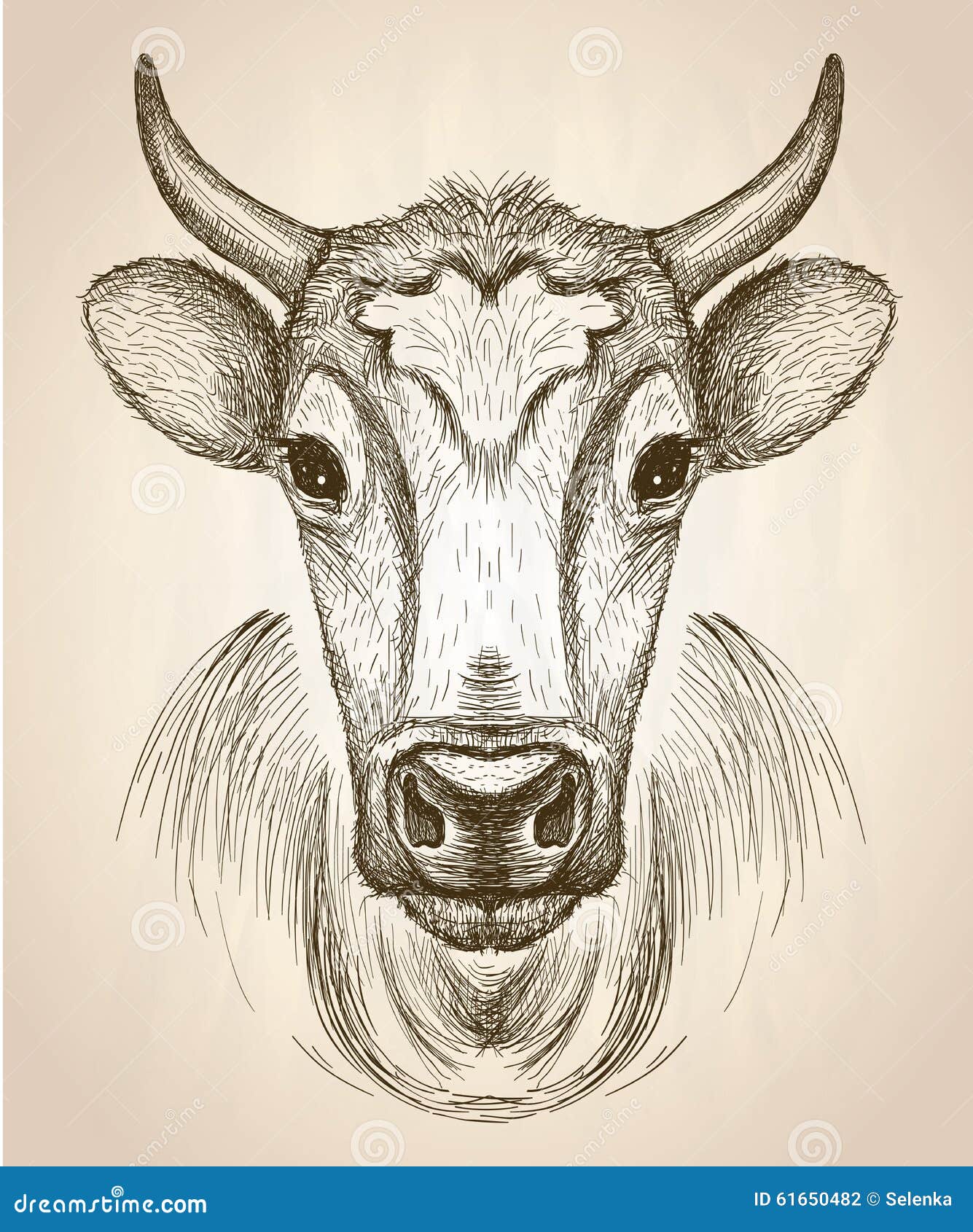 Dairy Cow Face Drawing
