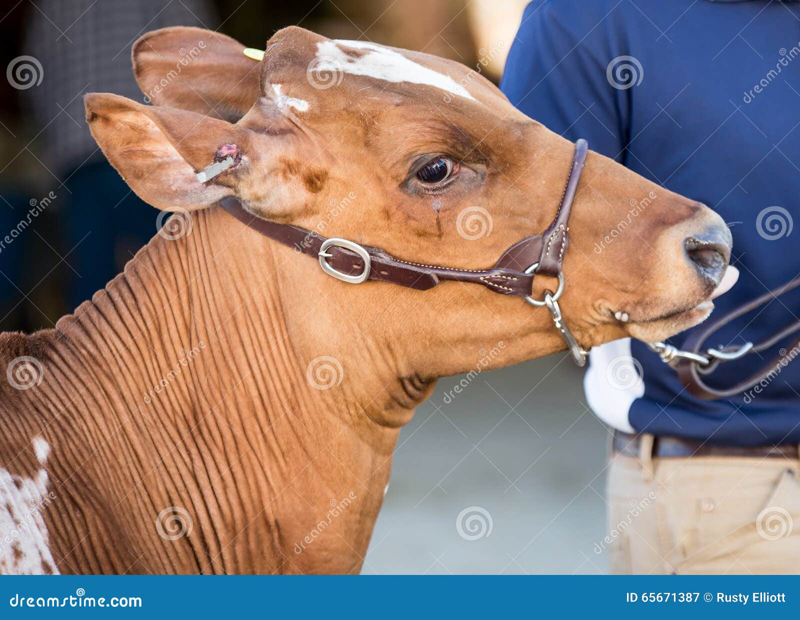 Cow at a fair stock image. Image of halter, cattle, america - 65671387