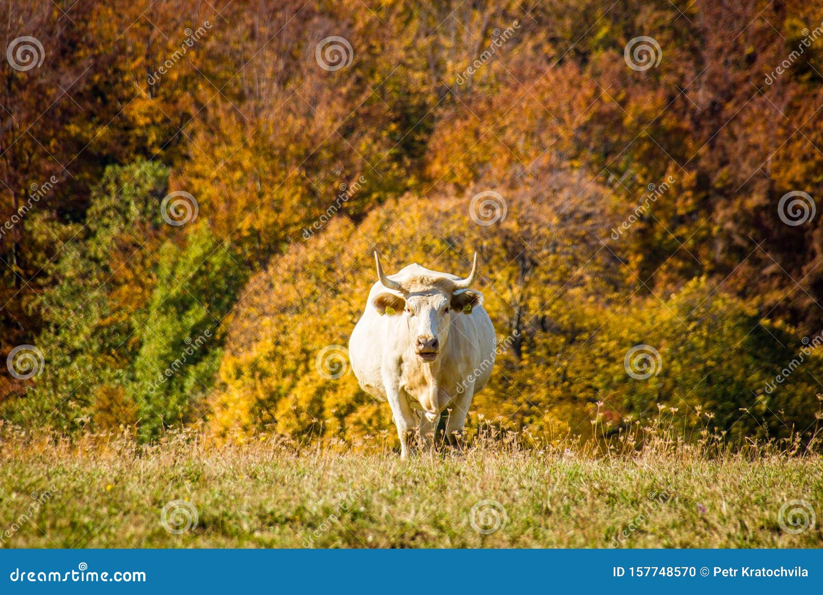 Cow in fall stock photo. Image of domestic, leaf, green - 157748570