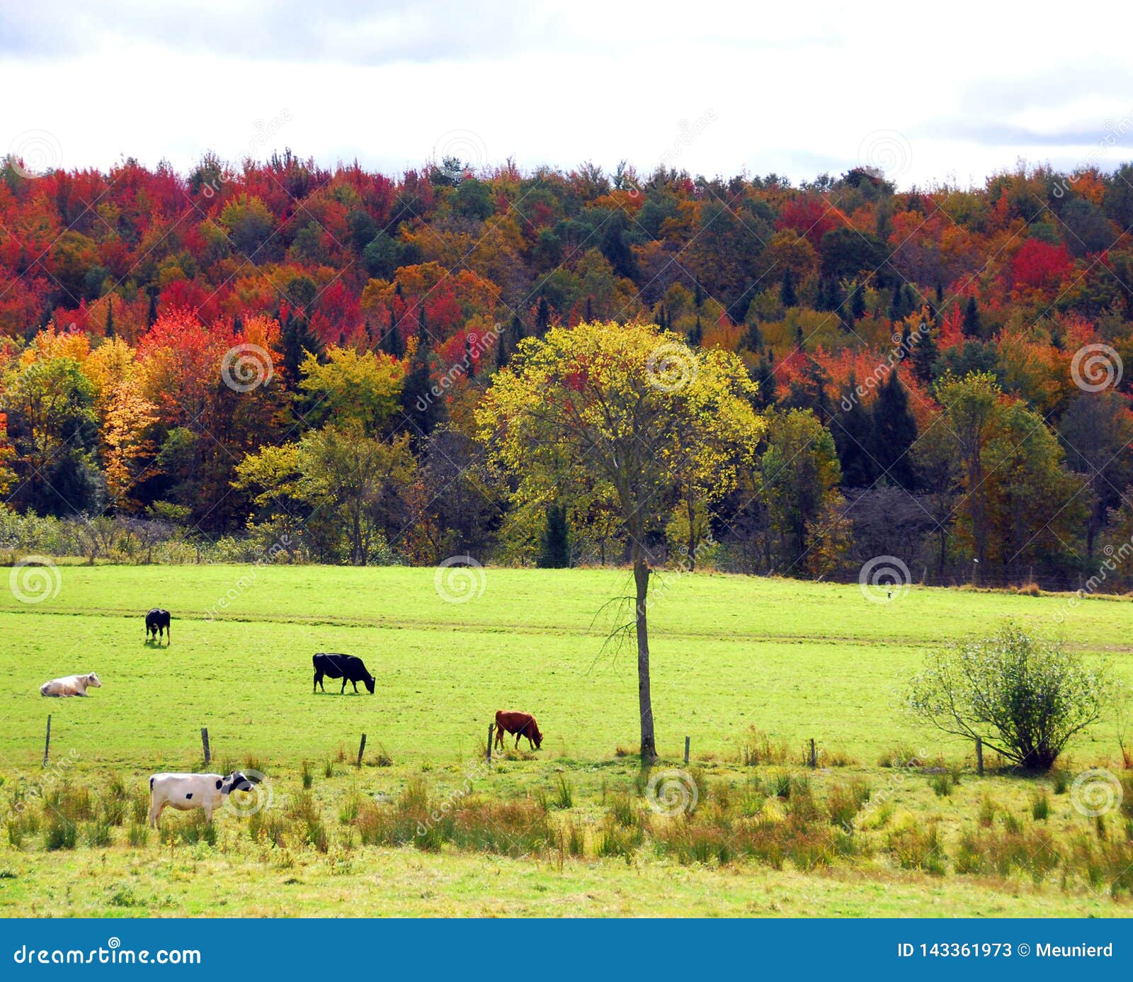Cow in Fall Landscape Bromont Stock Image - Image of bark, fresh: 143361973