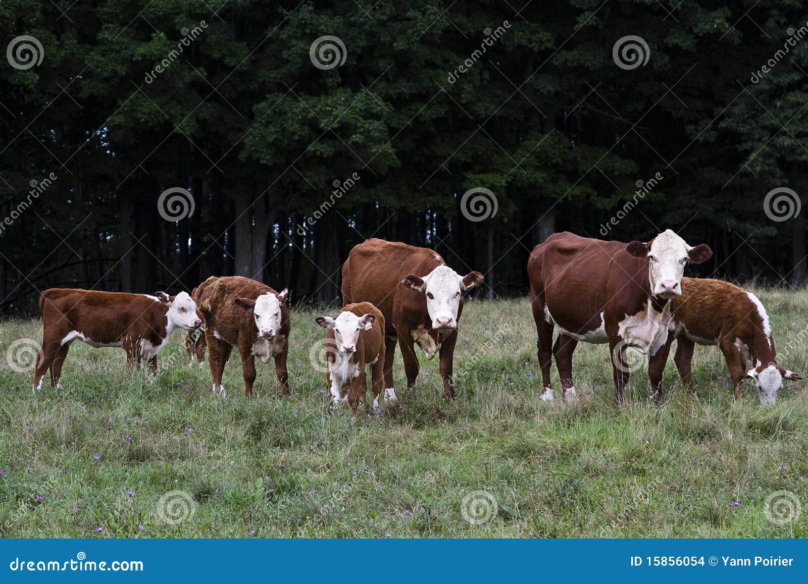 Cow family stock photo. Image of beef, meadow, cattle - 15856054