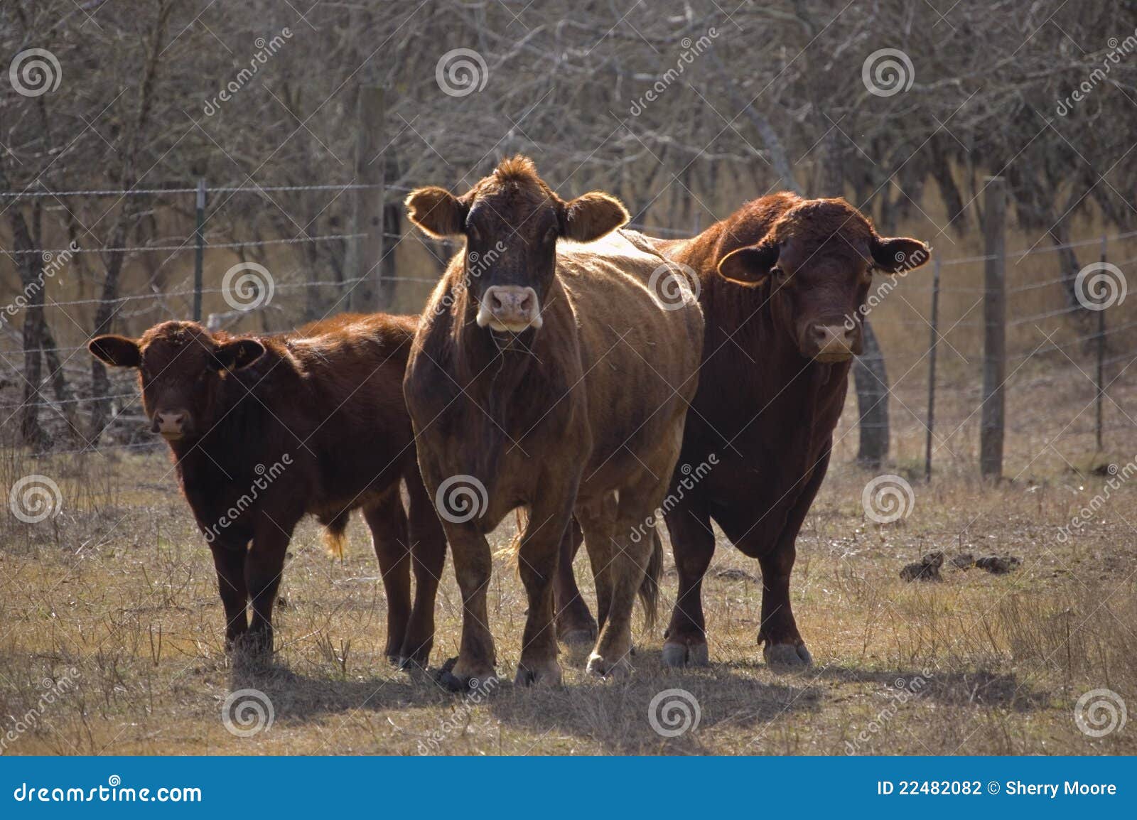 Cow Family stock photo. Image of beef, livestock, bovine - 22482082