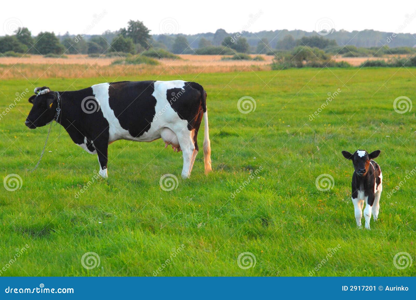 Cow family stock image. Image of cows, growing, farmland - 2917201