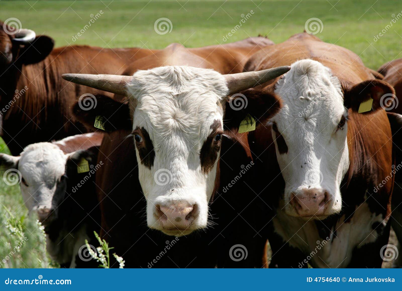 Cow family stock photo. Image of face, bull, farming, agriculture - 4754640