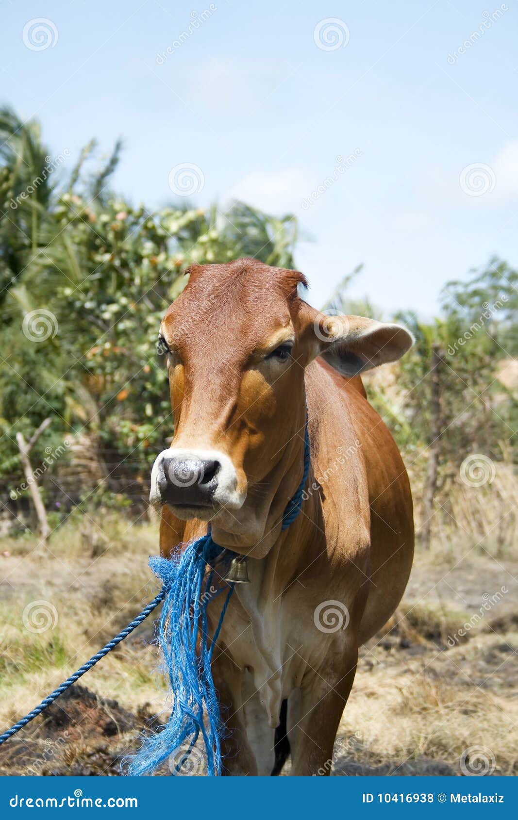 Cow at the farm stock photo. Image of barn, rope, farm - 10416938